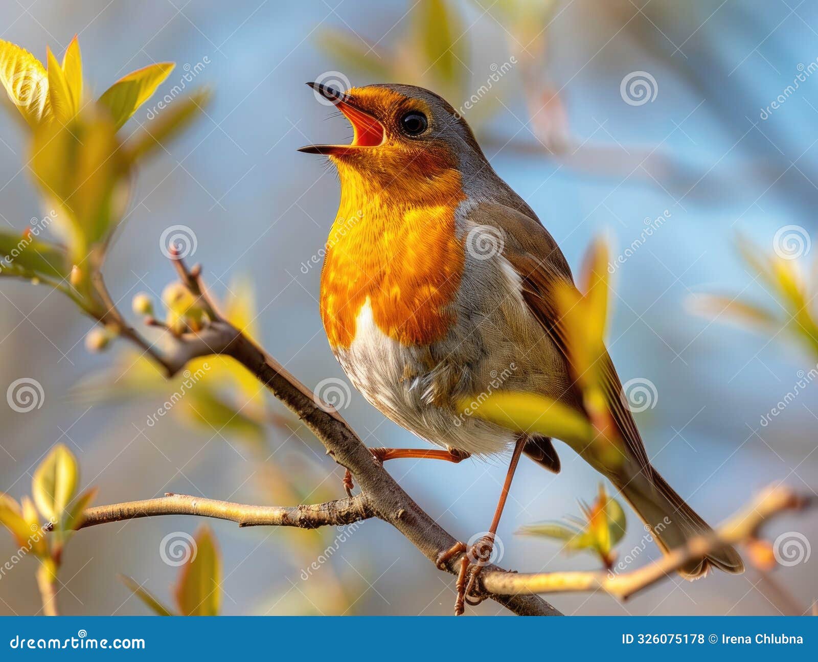Robin Bird Singing on a Blossoming Branch in Spring Light Stock ...