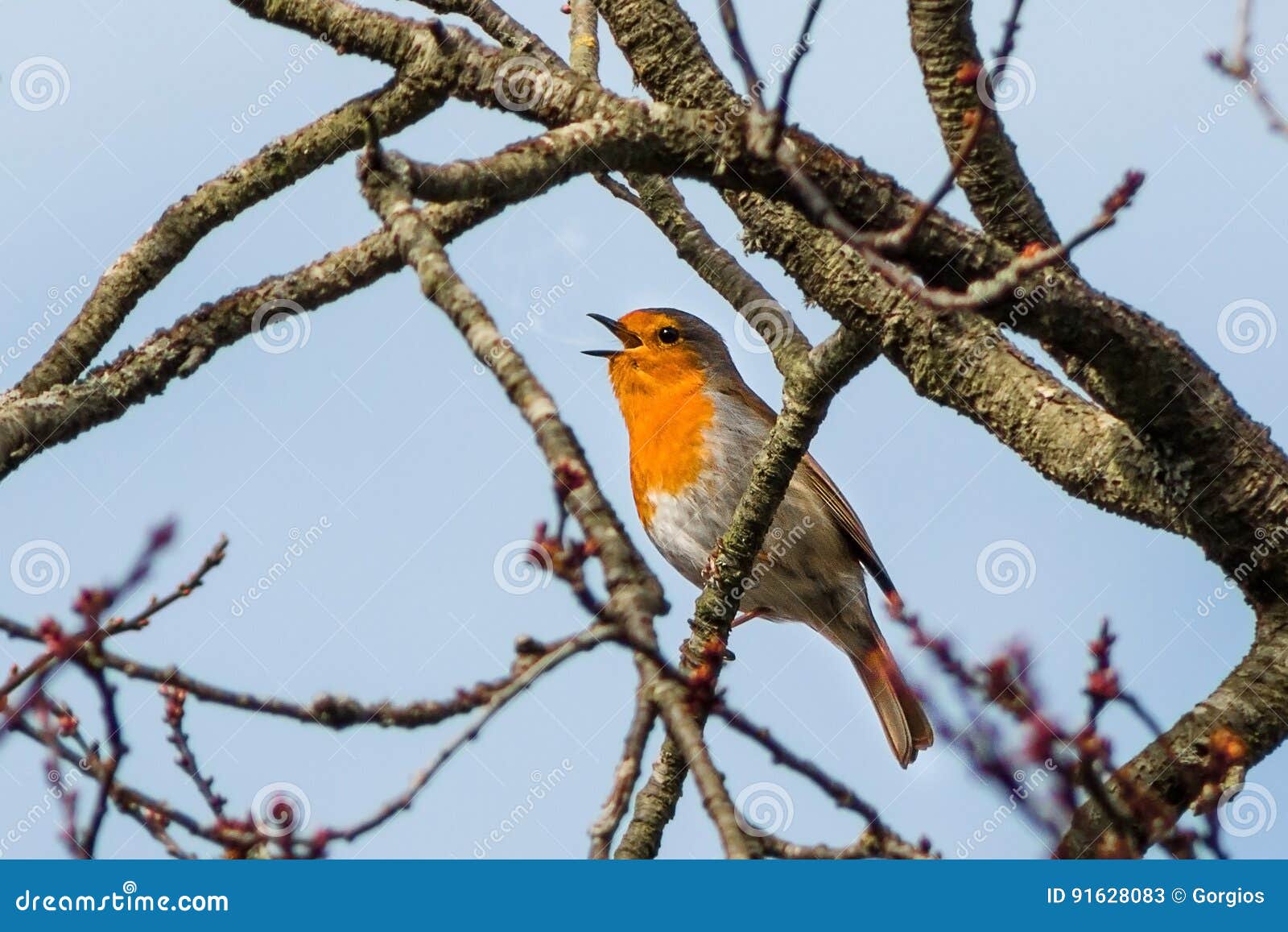 Robin Bird Singing on the Tree Stock Image - Image of singing, perched ...