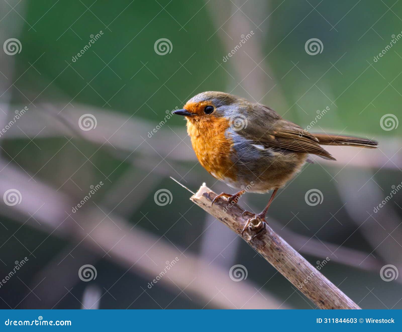 Robin Bird Sits on a Slender Tree Branch Stock Image - Image of ...