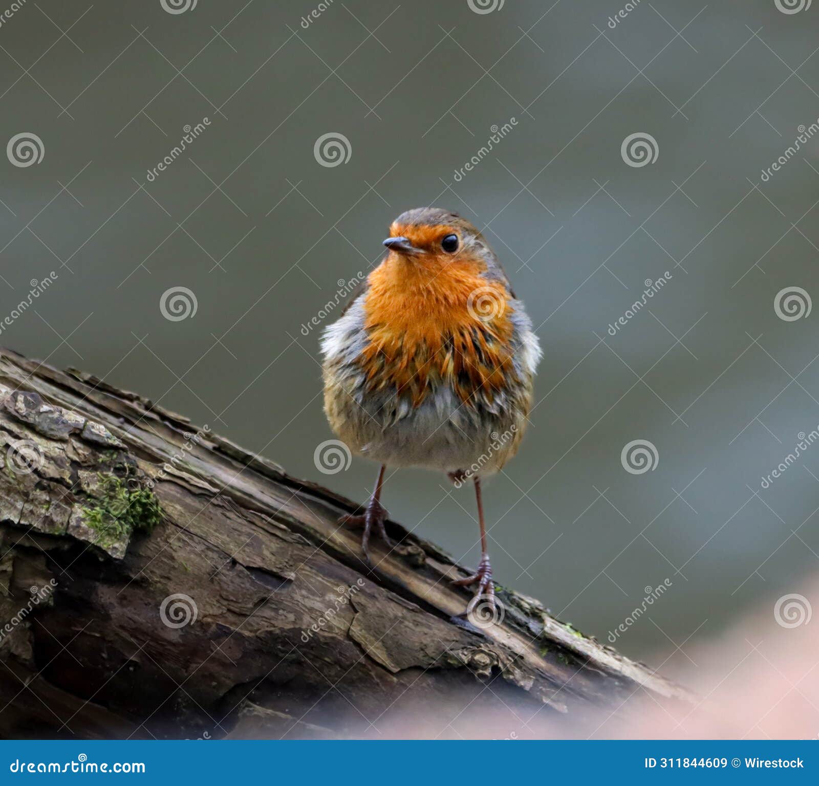 Robin Bird Sits on a Slender Tree Branch Stock Image - Image of beak ...