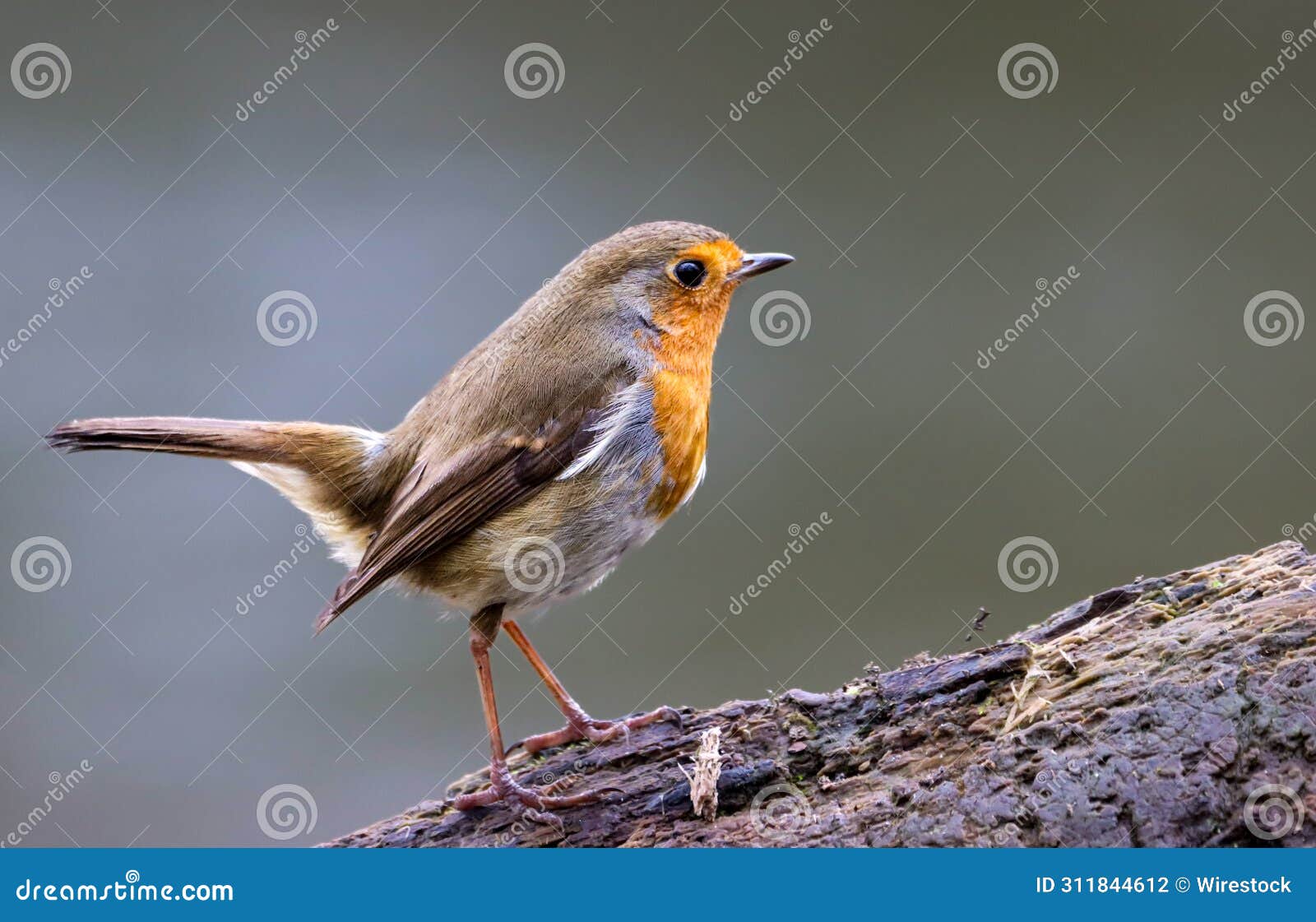Robin Bird Sits on a Slender Tree Branch Stock Photo - Image of avian ...