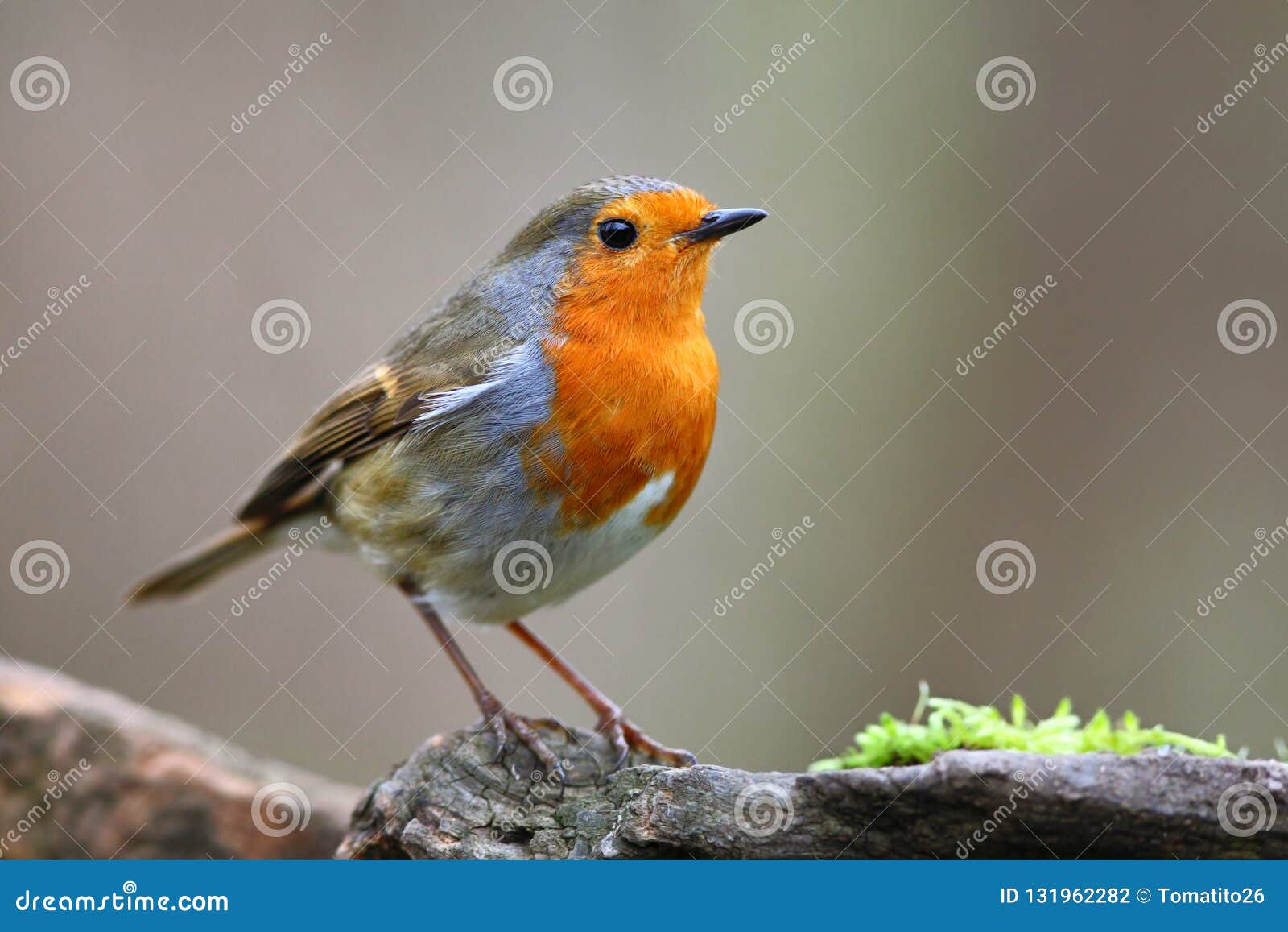 Bird Robin With An Orange Breast Sitting On A Tree Inforest Stock Image ...
