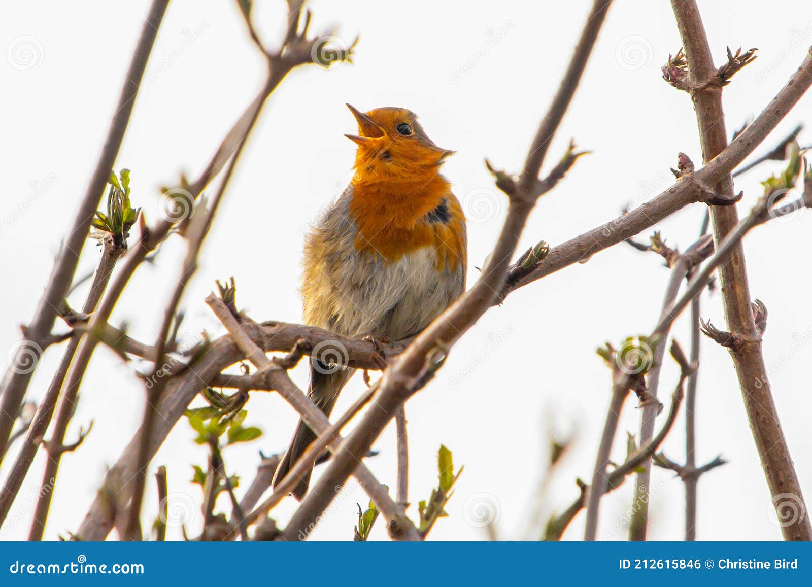 Robin Bird Sitting in a Tree Amongst Branches. Its Beak is Open Singing ...