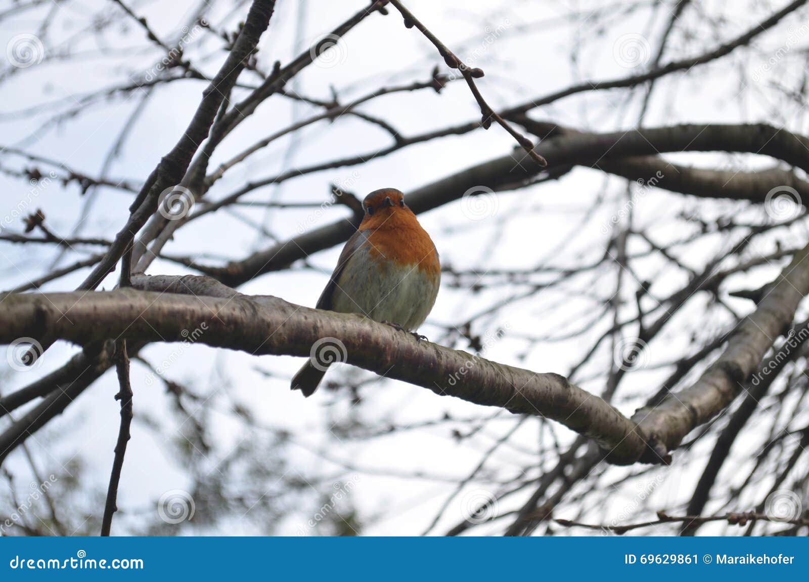Robin Bird Sitting on a Tree in Spring Stock Image - Image of backyard ...