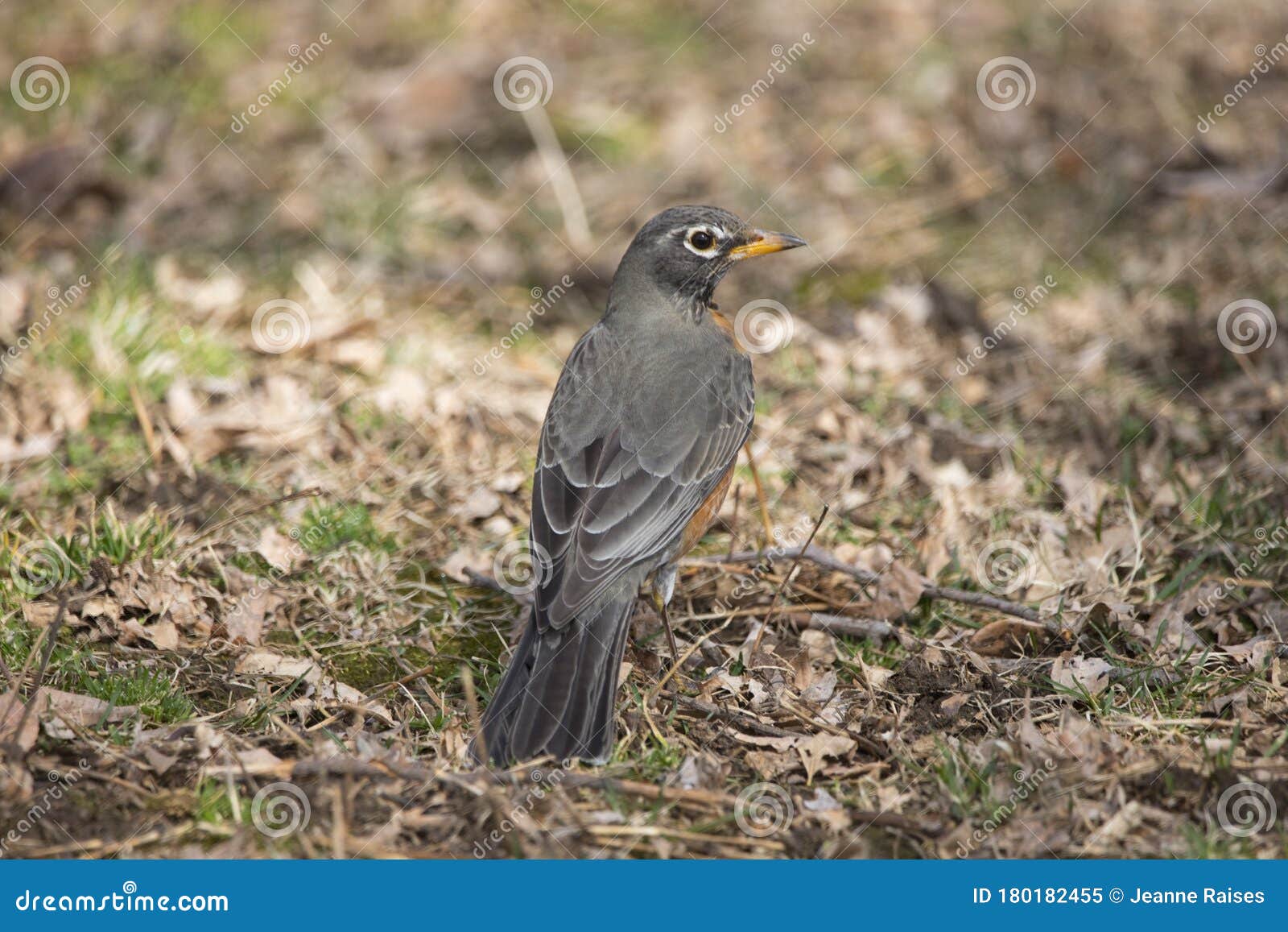 Robin Bird at Springtime with Back Feathers Shown Stock Image - Image ...