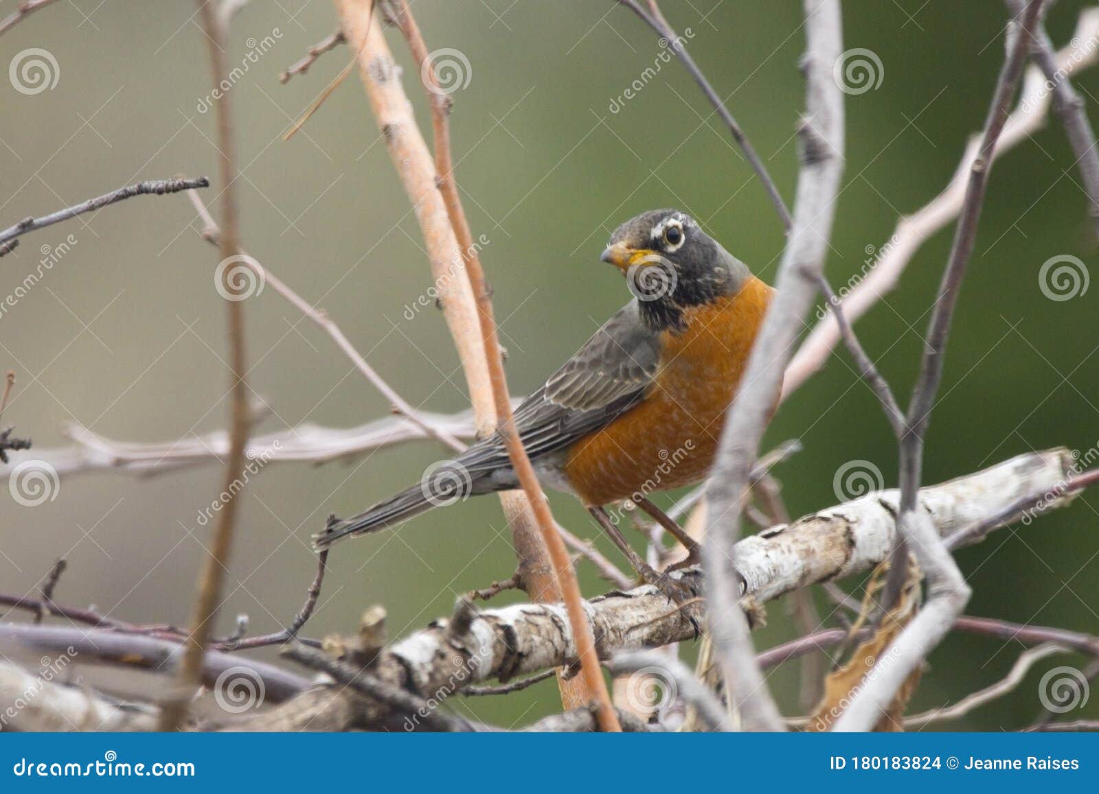 Robin Bird at Springtime in Tree Limbs Stock Photo - Image of feathers ...