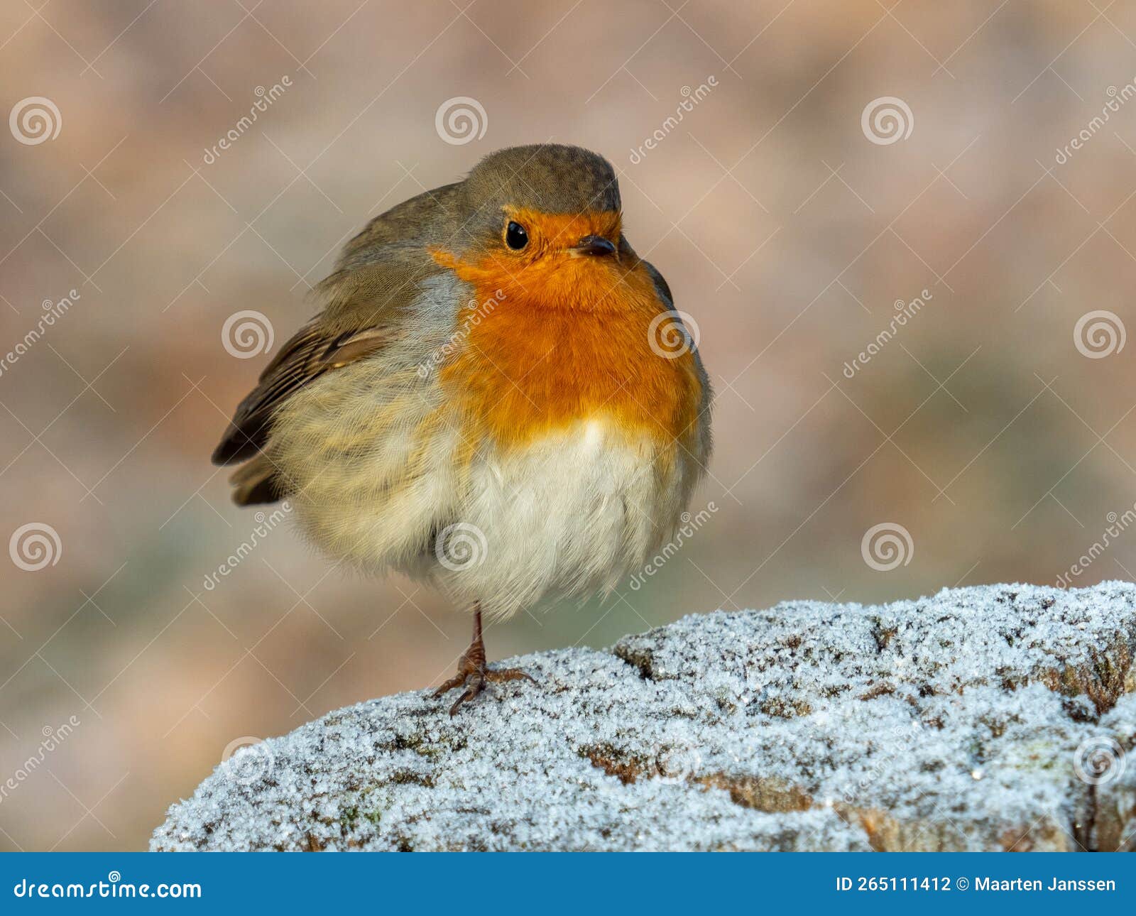 Robin bird stock photo. Image of bird, small, robin - 265111412