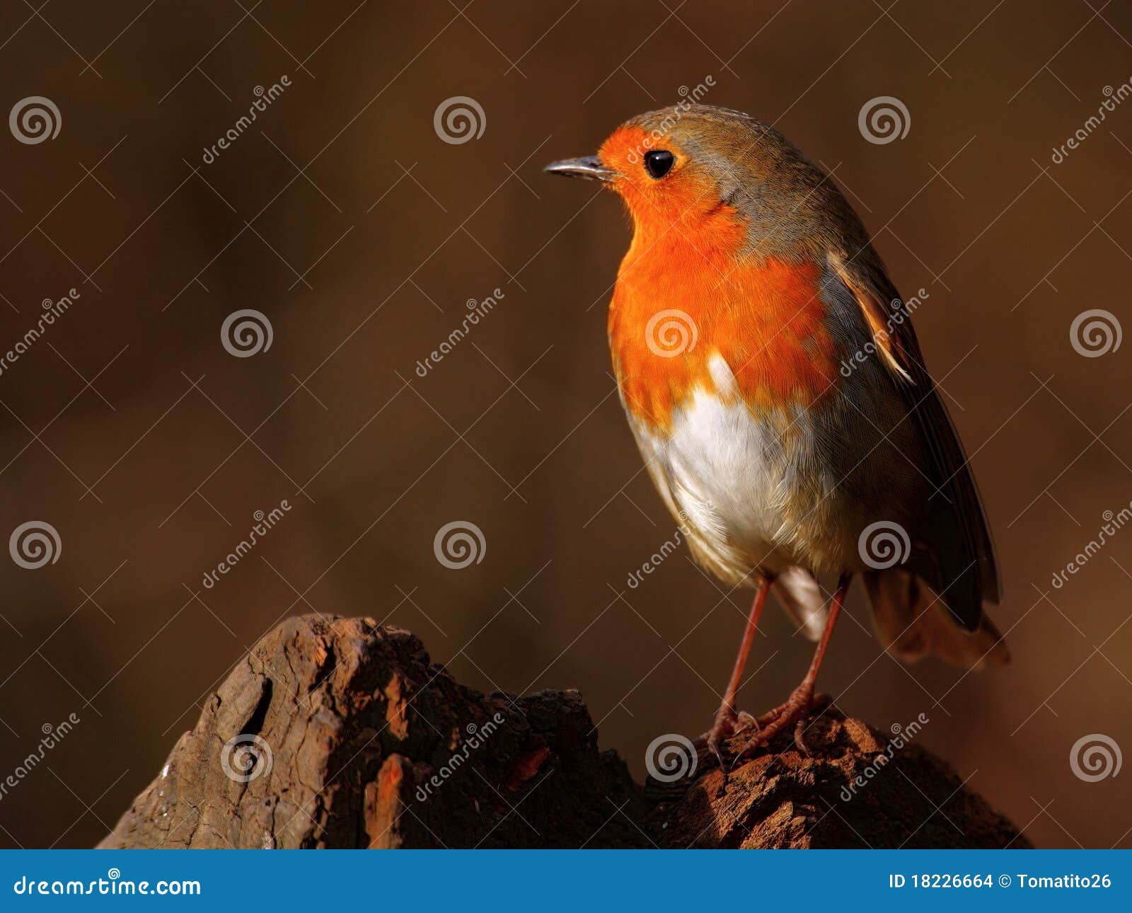 Robin bird in sunset stock photo. Image of brown, wildlife - 18226664