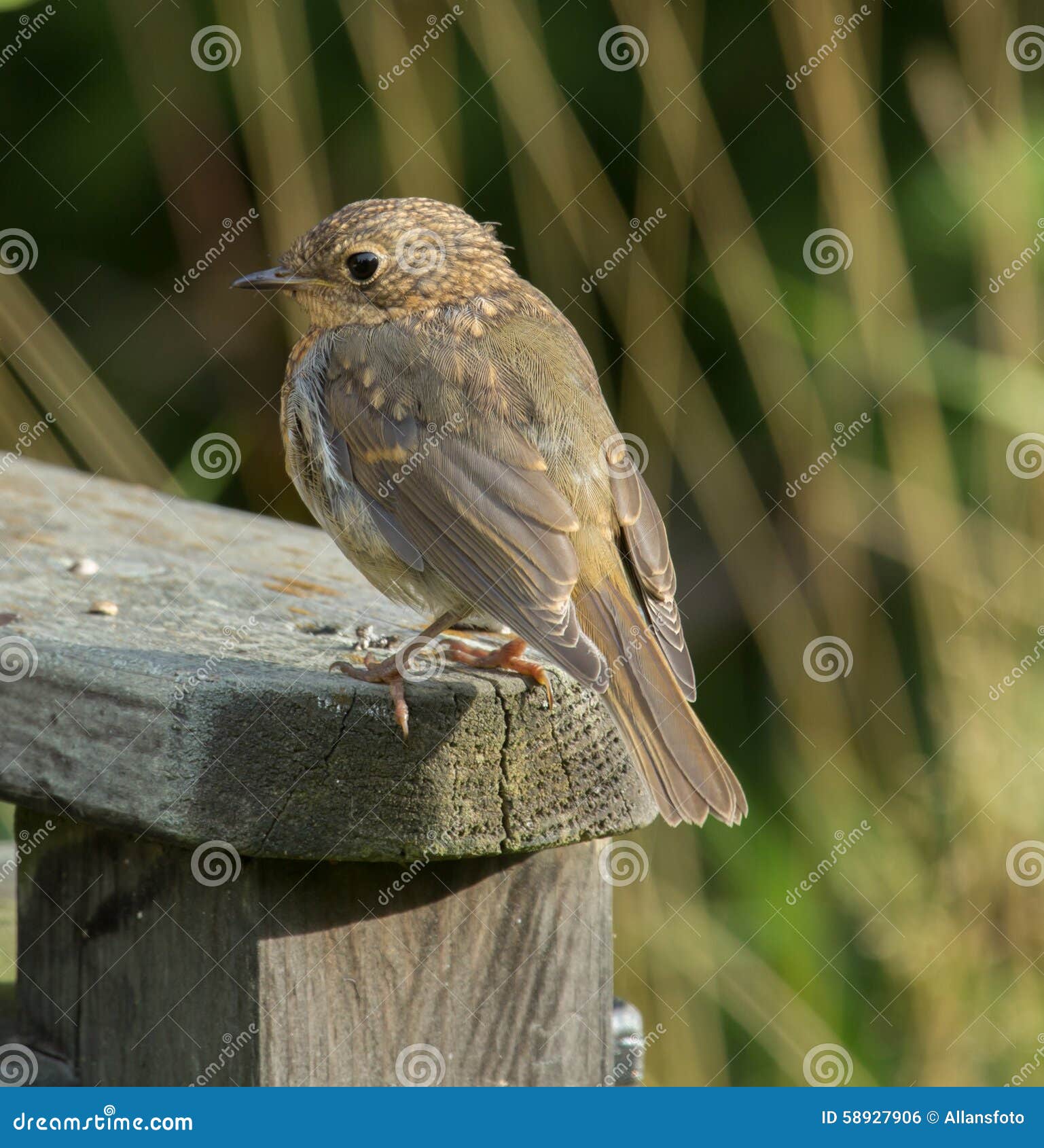 Robin bird stock photo. Image of pleasant, ecosystems - 58927906