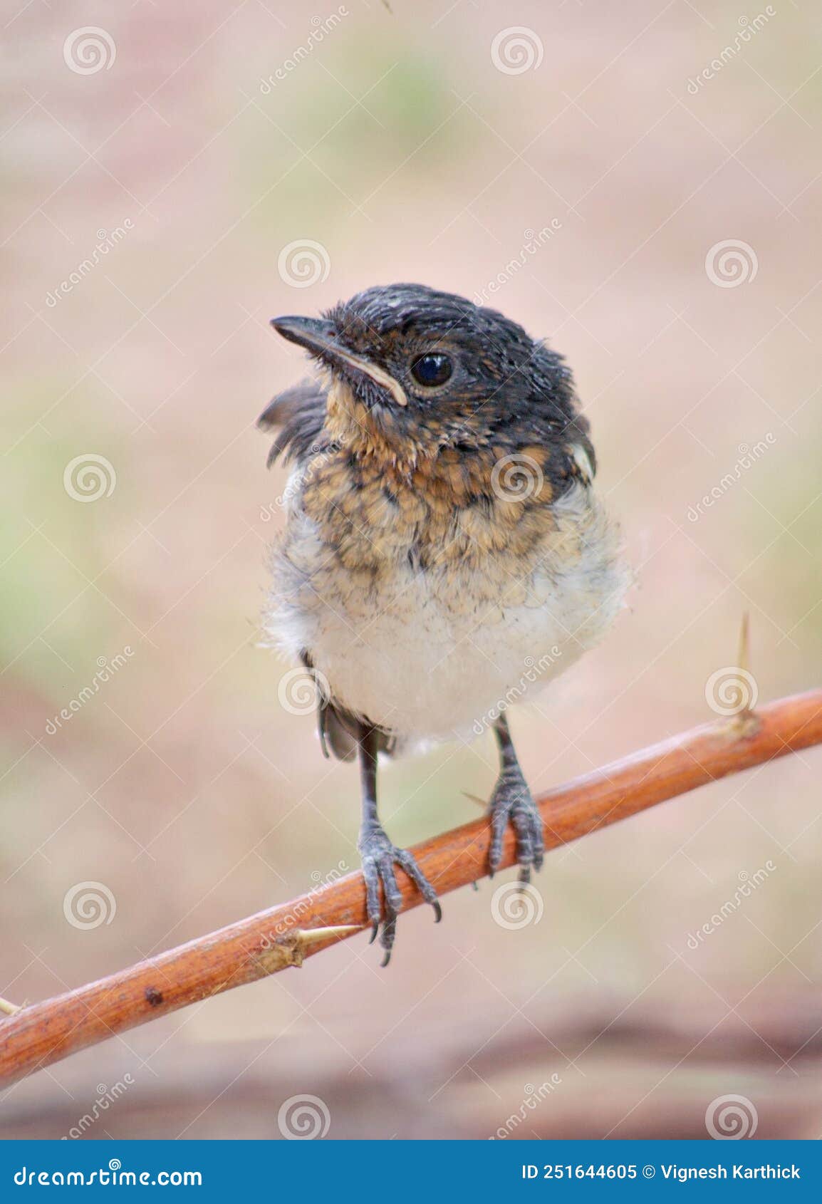 Robin bird stock image. Image of birds, colourful, nature - 251644605