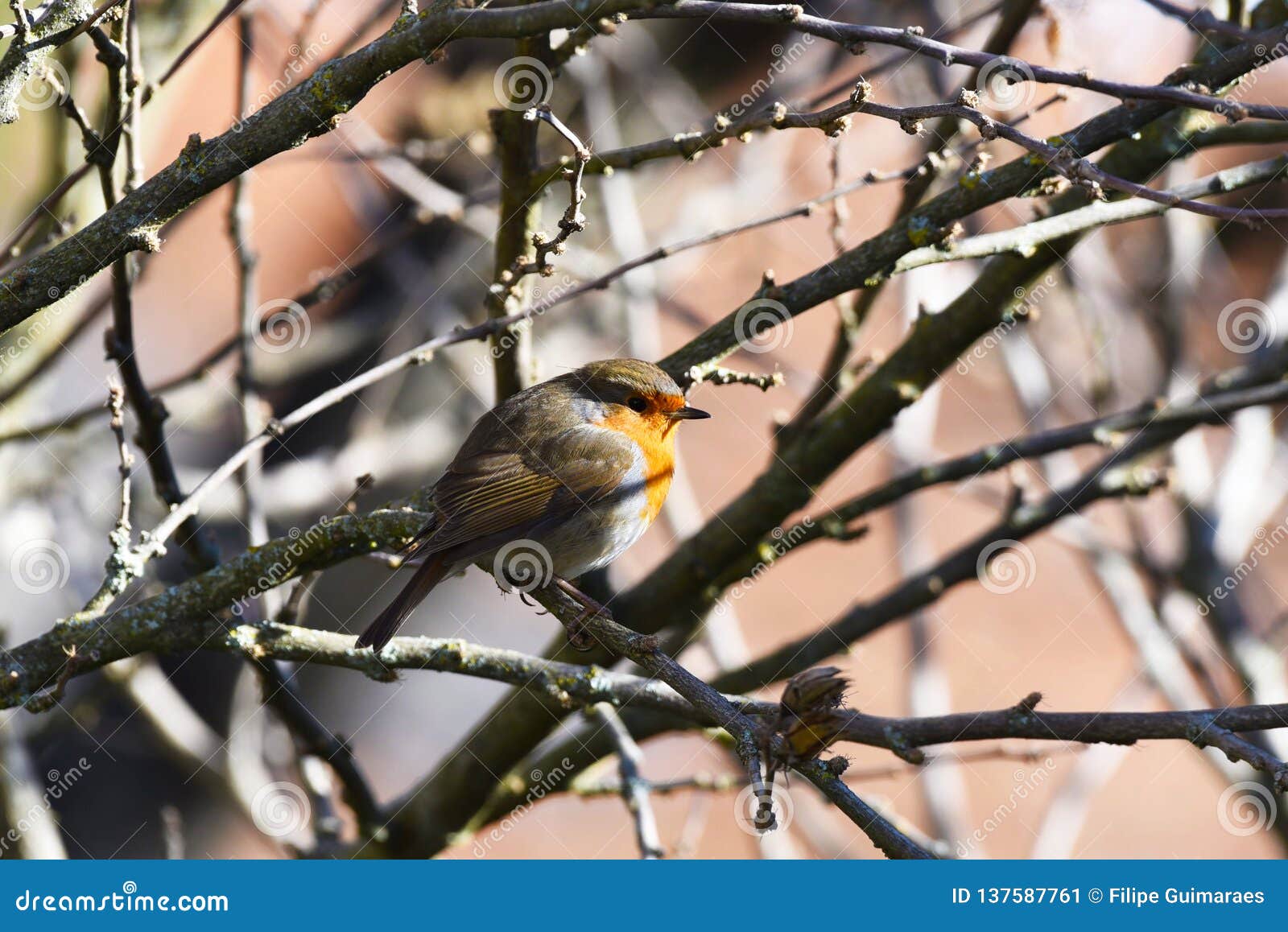 Robin bird in tree stock image. Image of bird, light - 137587761