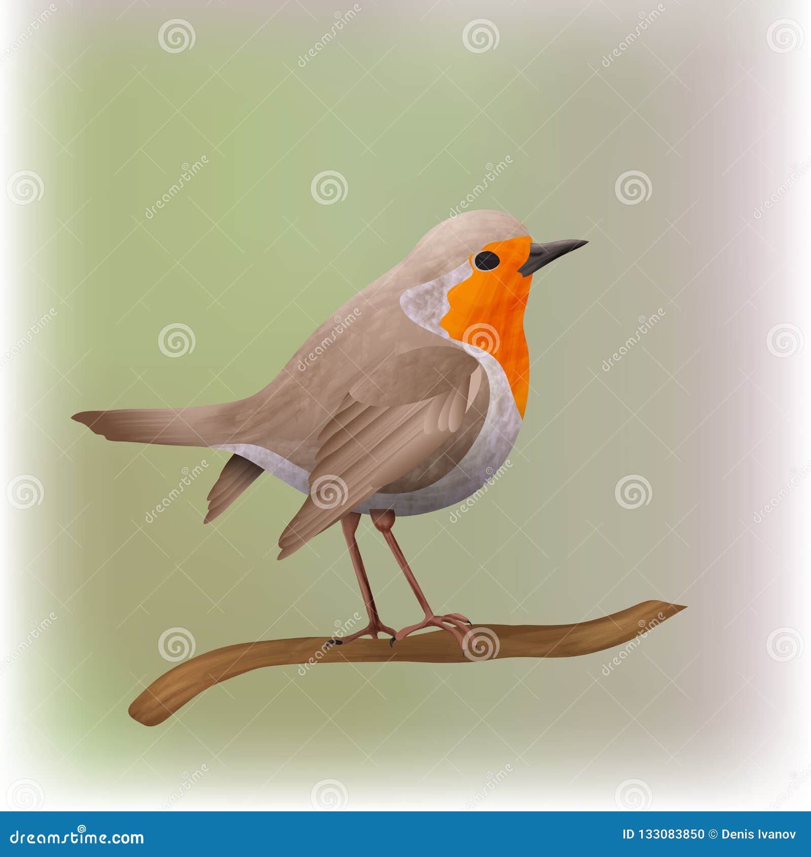 Robin Bird Vector Illustration Stock Illustration - Illustration of ...