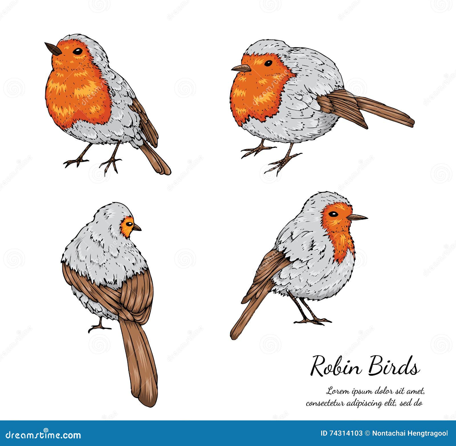 Robin Bird on White Background. Stock Vector - Illustration of drawing ...