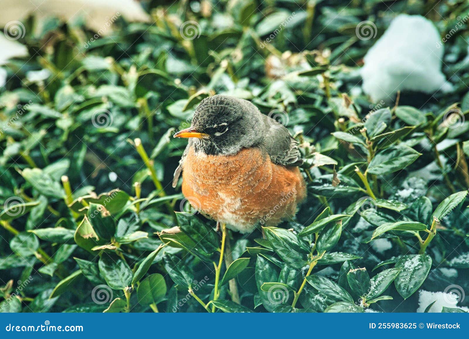 Robin Birds Perching on the Plant Stock Image - Image of outdoor ...