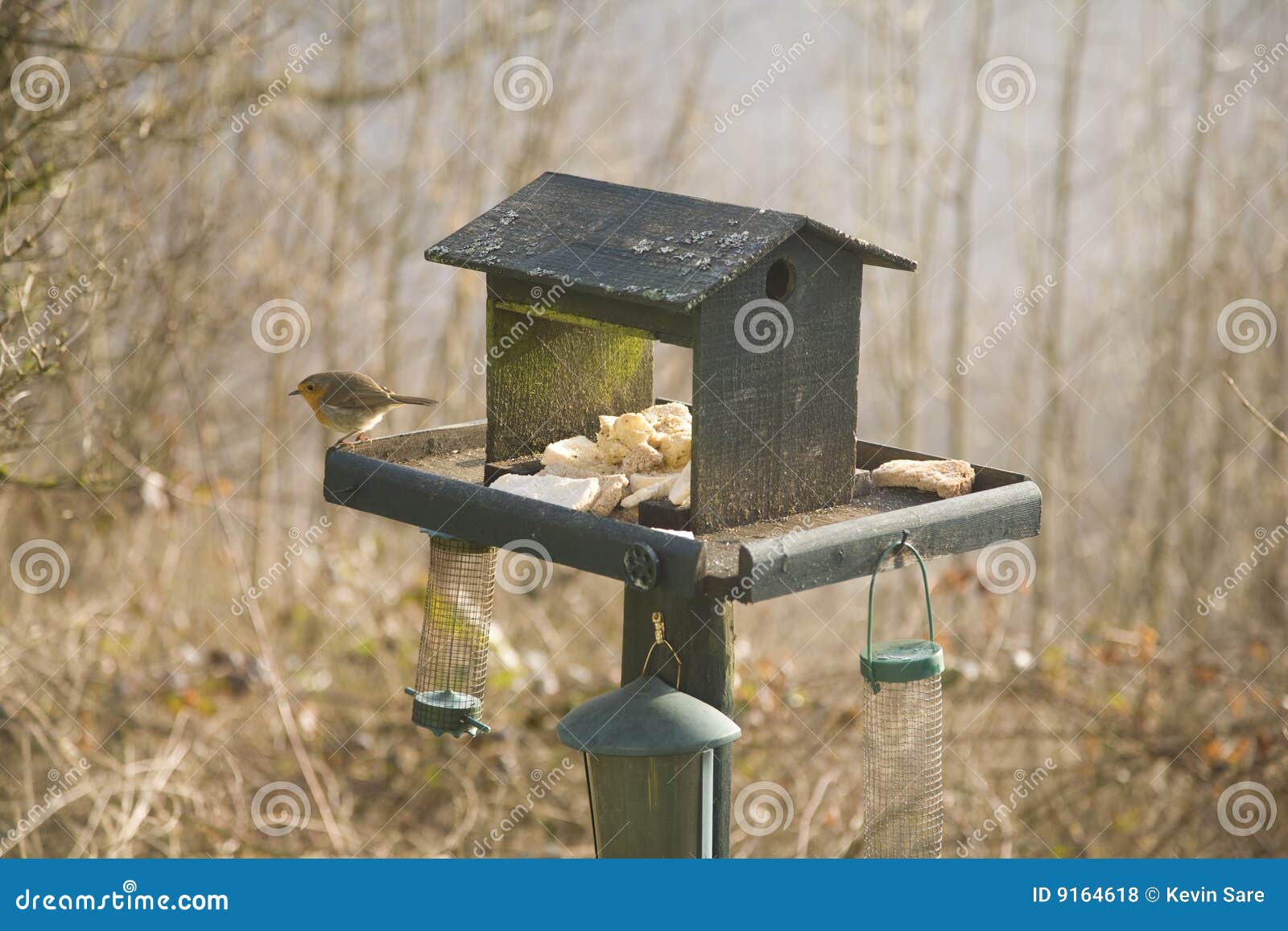 Robin on Birdtable stock photo. Image of life, birds, feeding - 9164618