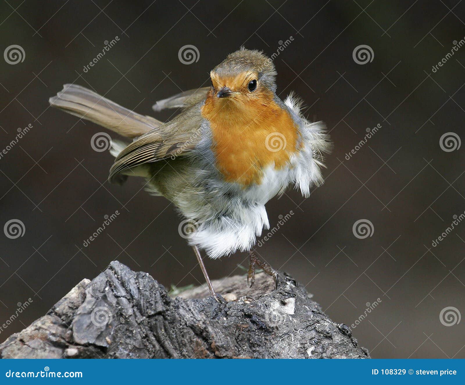 150 Robin Wind Stock Photos - Free & Royalty-Free Stock Photos from ...