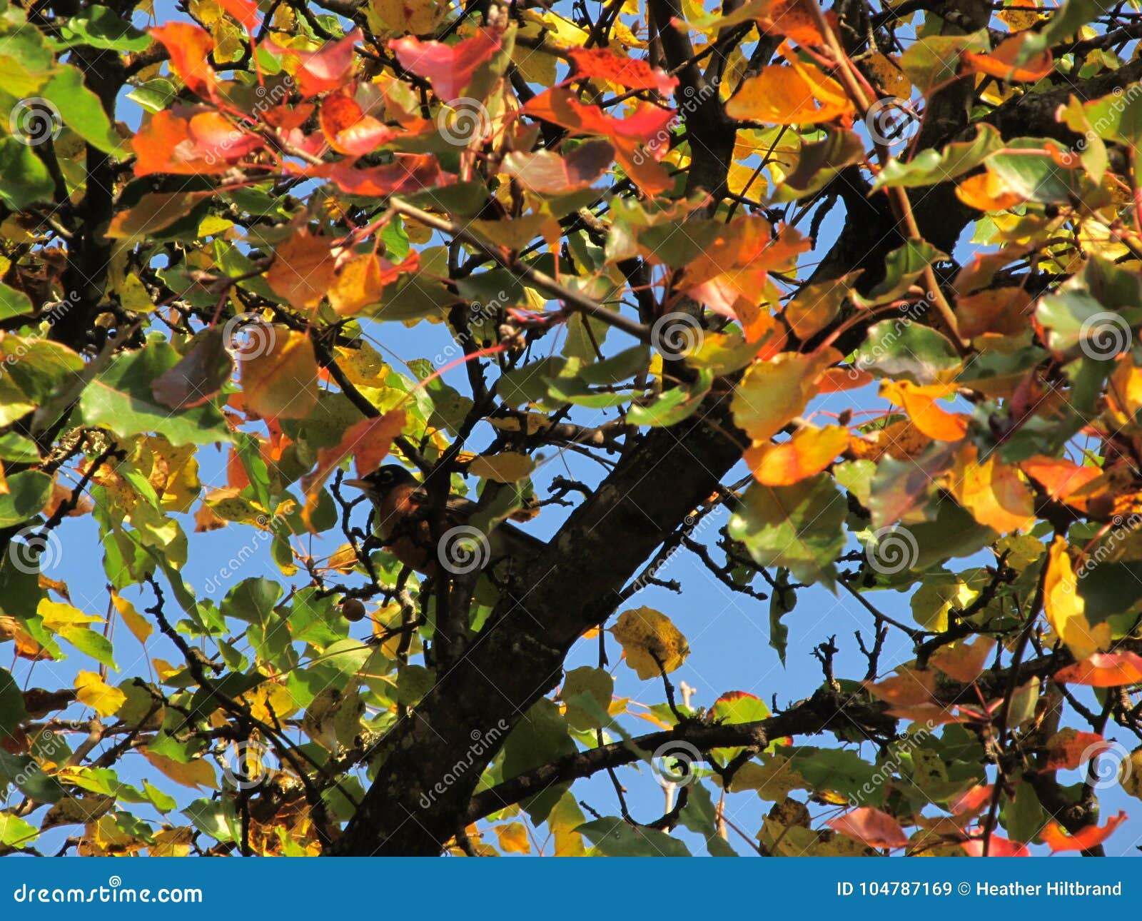 Robin in an Autumn Bradford Pear Stock Image - Image of robin, birds ...