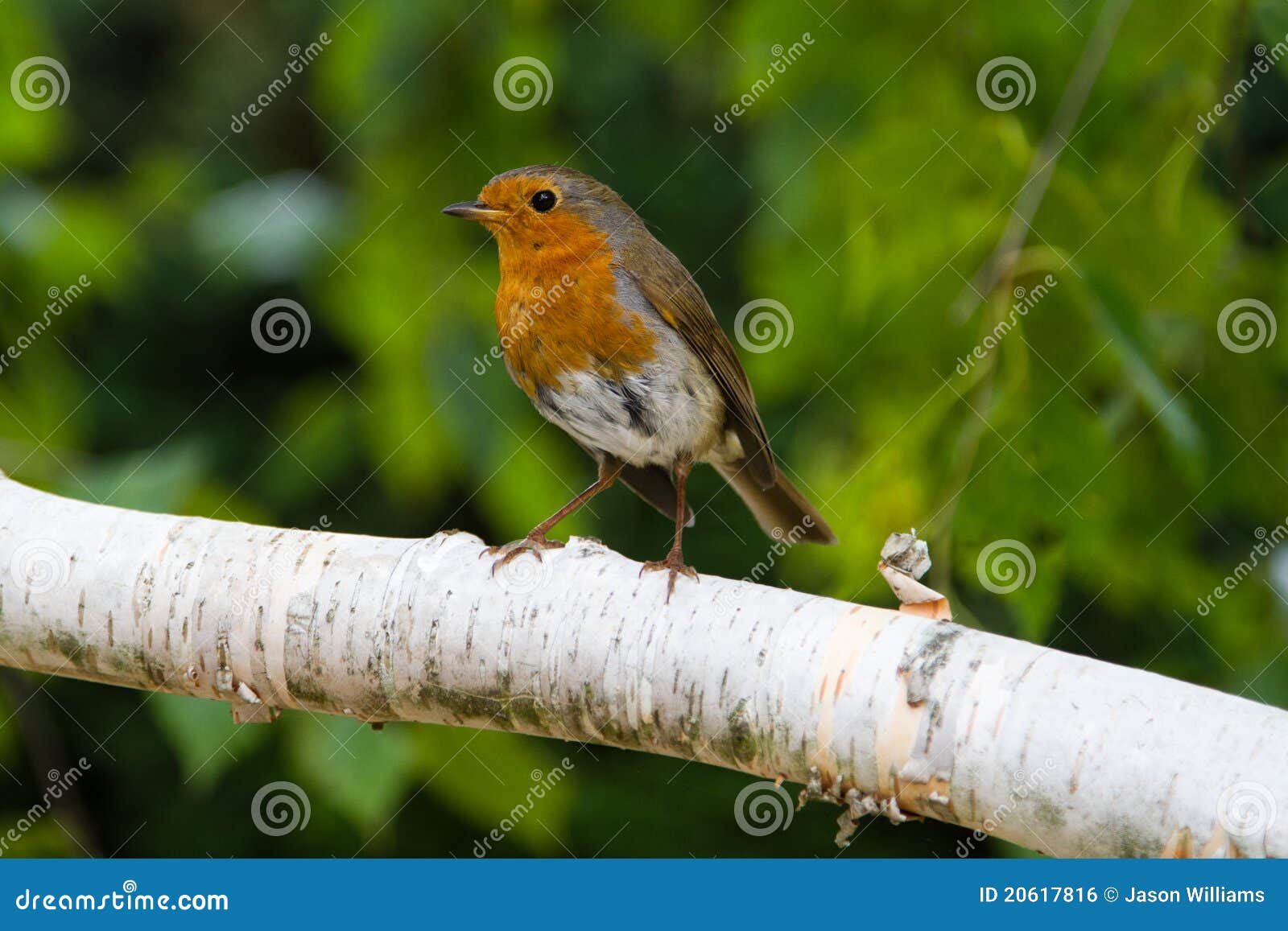 Robin on a branch stock photo. Image of bird, perch, perching - 20617816