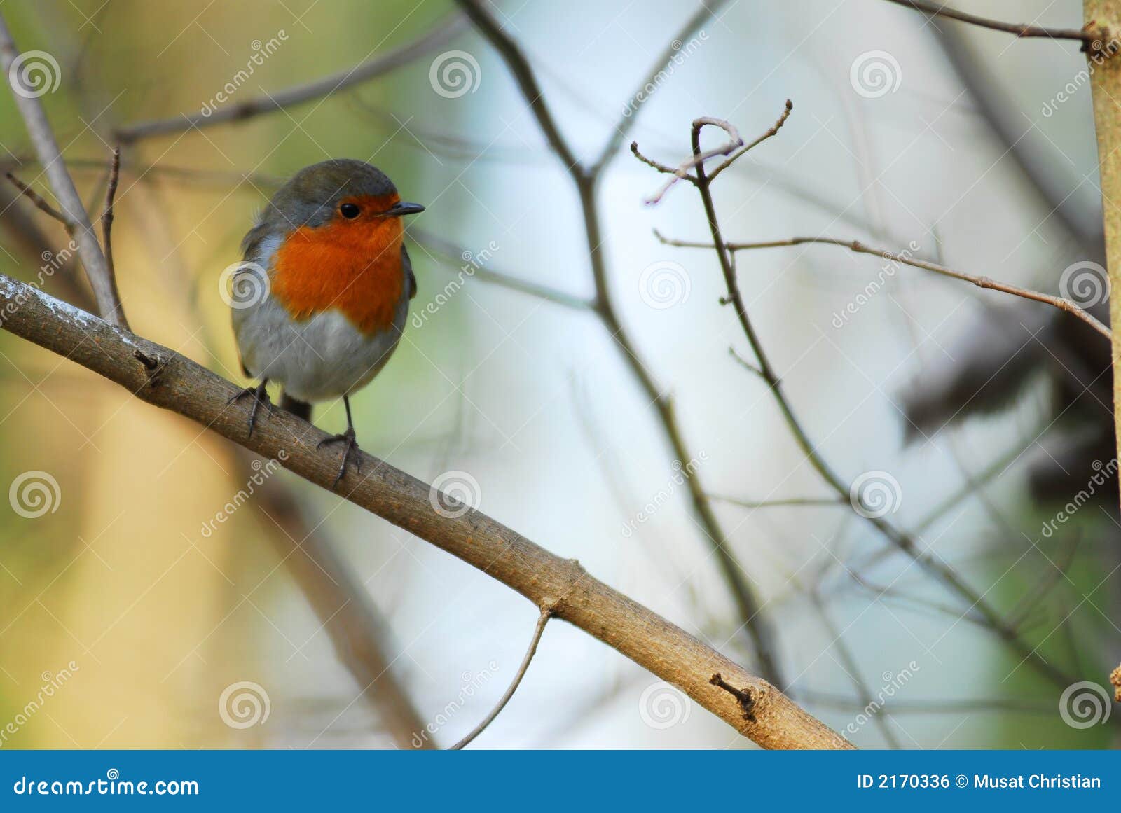 Robin on a branch stock photo. Image of beak, robin, europe - 2170336