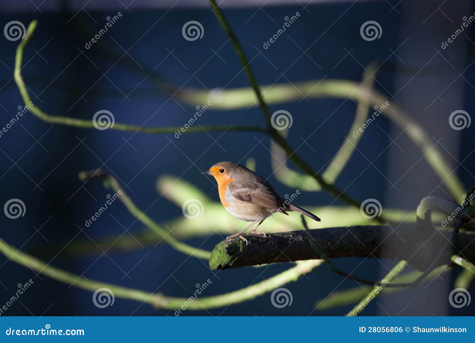 Robin on branch stock photo. Image of branch, robin, wildlife - 28056806