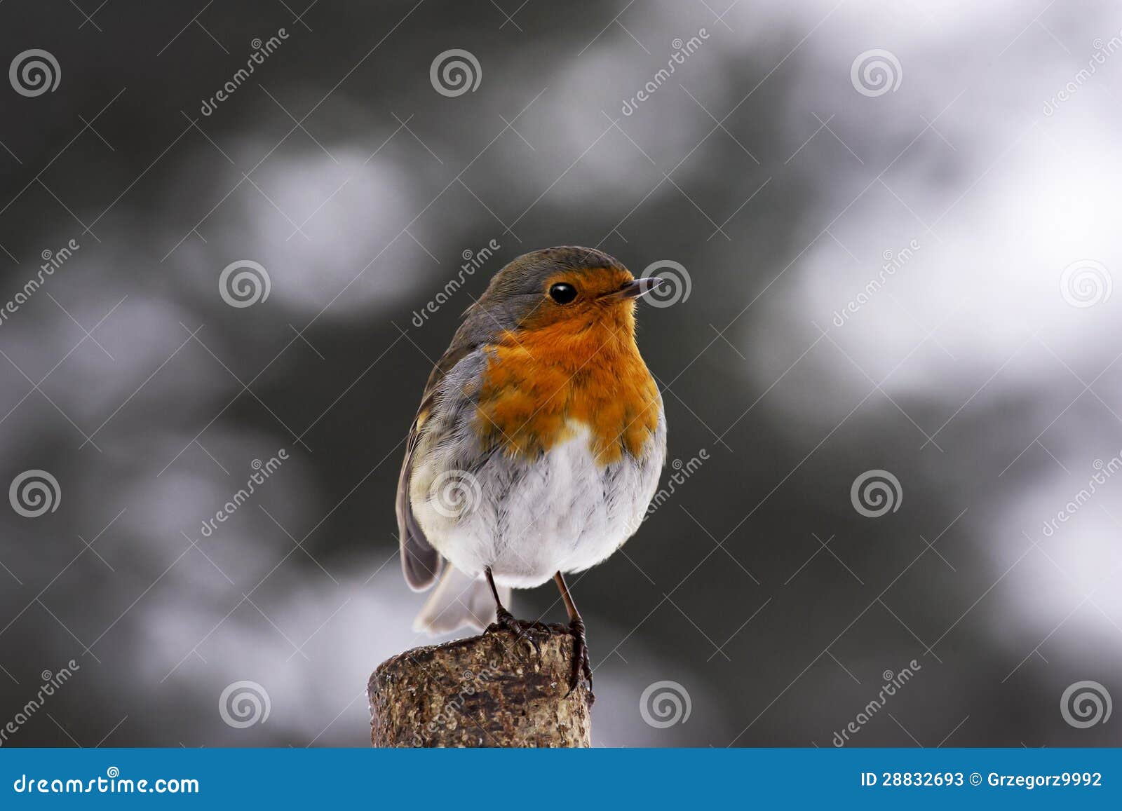 Robin on branch stock image. Image of scene, garden, bird - 28832693