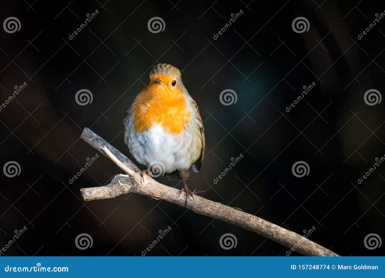 Robin on a Branch, Black Background Stock Photo - Image of feather ...