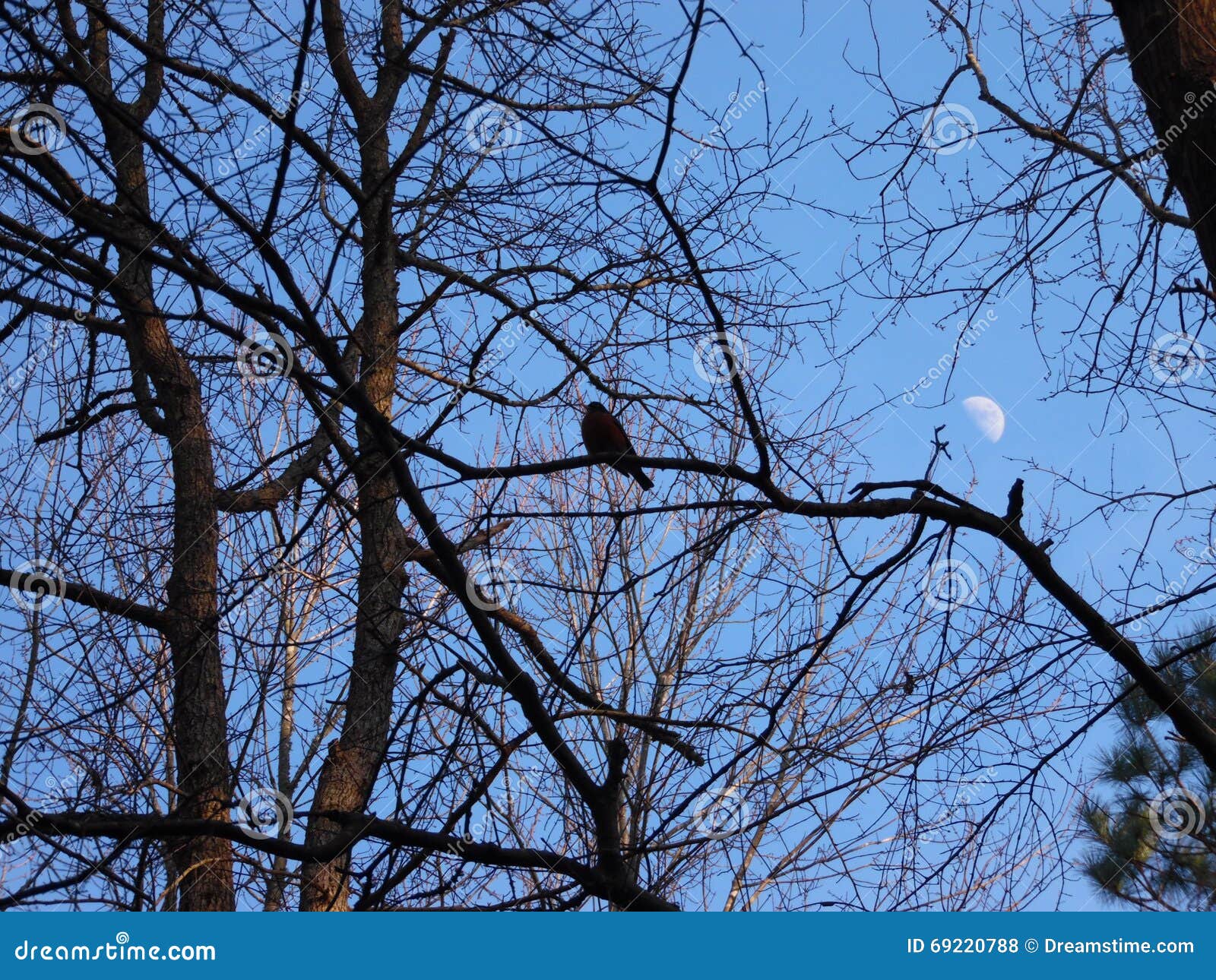 Robin on branch stock photo. Image of branch, natural - 69220788