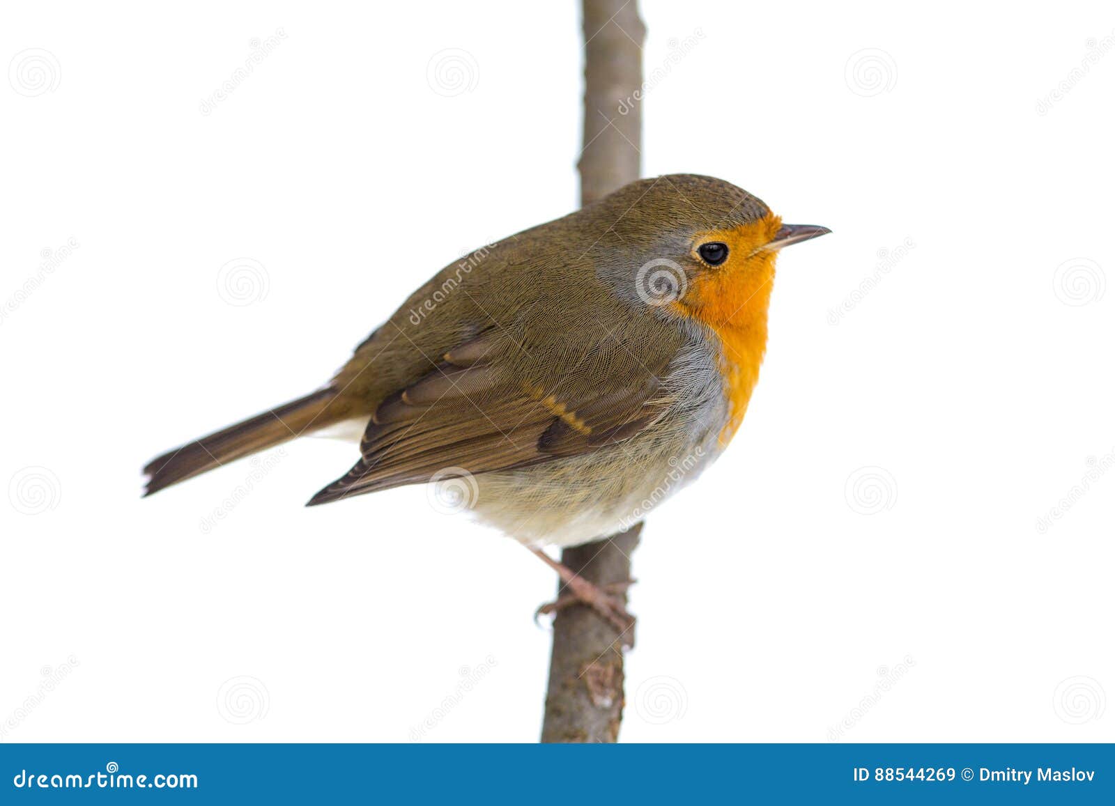 Robin on a branch stock image. Image of closeup, robin - 88544269