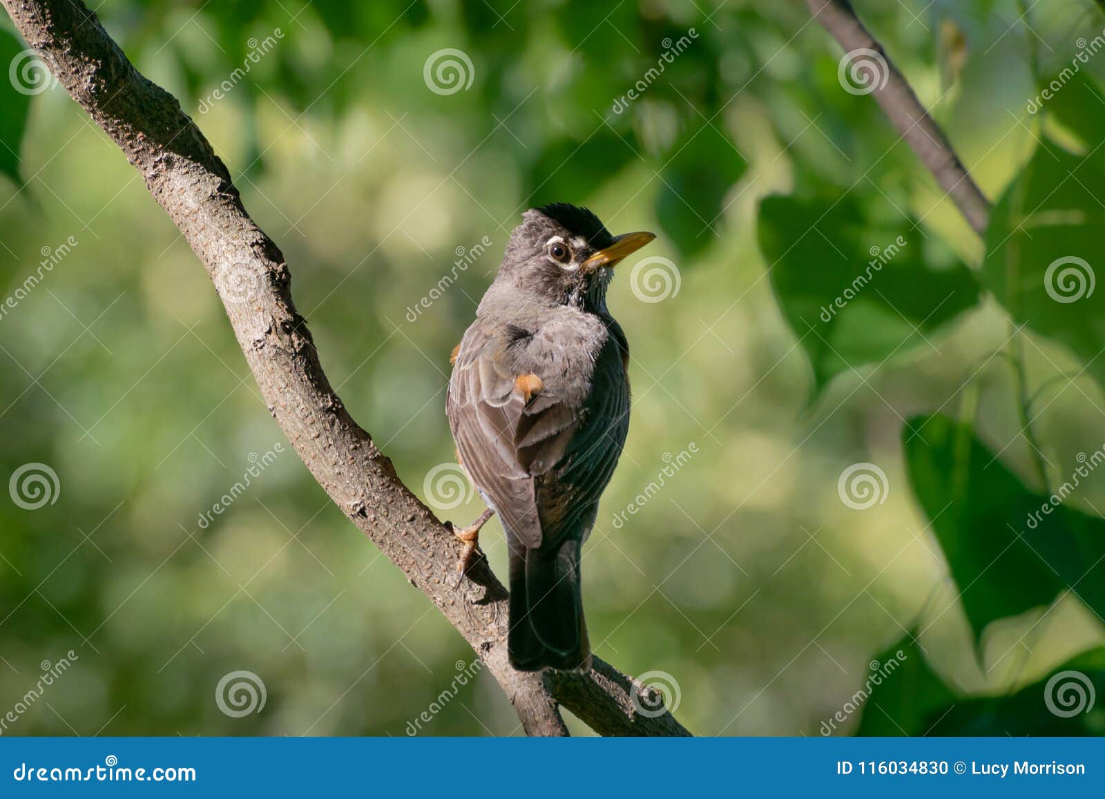 Robin on Branch Looking Back Stock Photo - Image of close, tree: 116034830