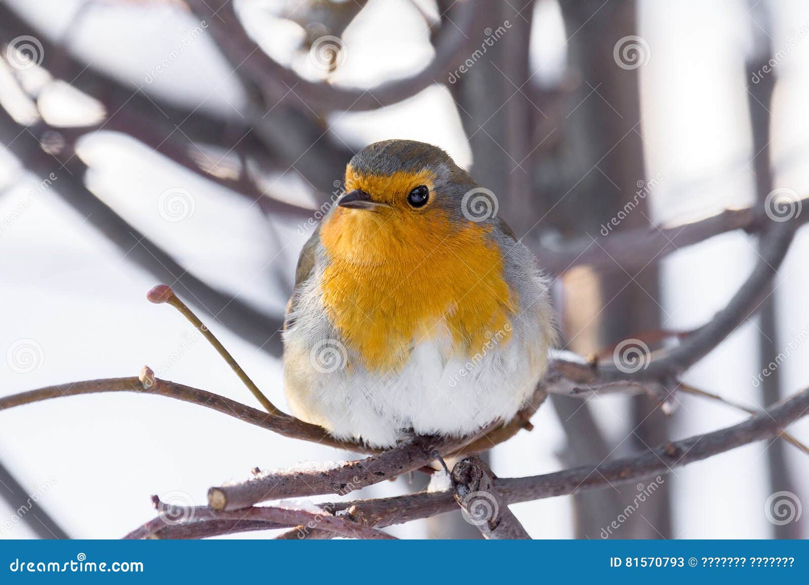 Robin on a branch stock image. Image of redbreast, european - 81570793