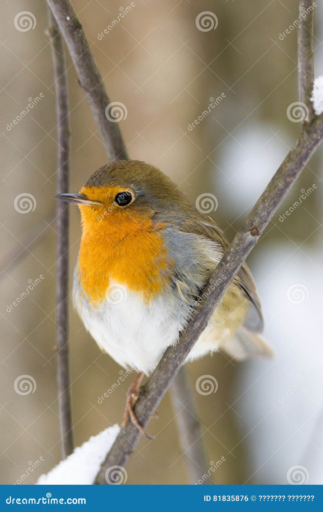 Robin on a branch stock photo. Image of background, spring - 81835876