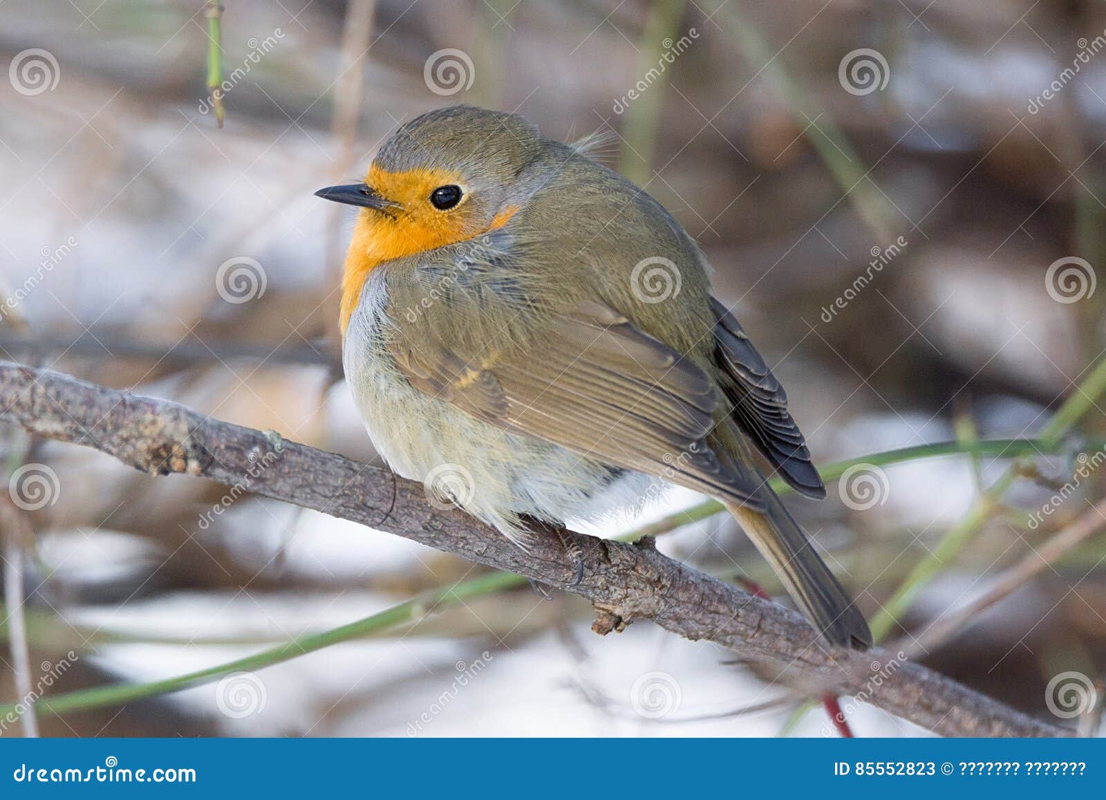 Robin on a branch stock image. Image of berries, branch - 85552823