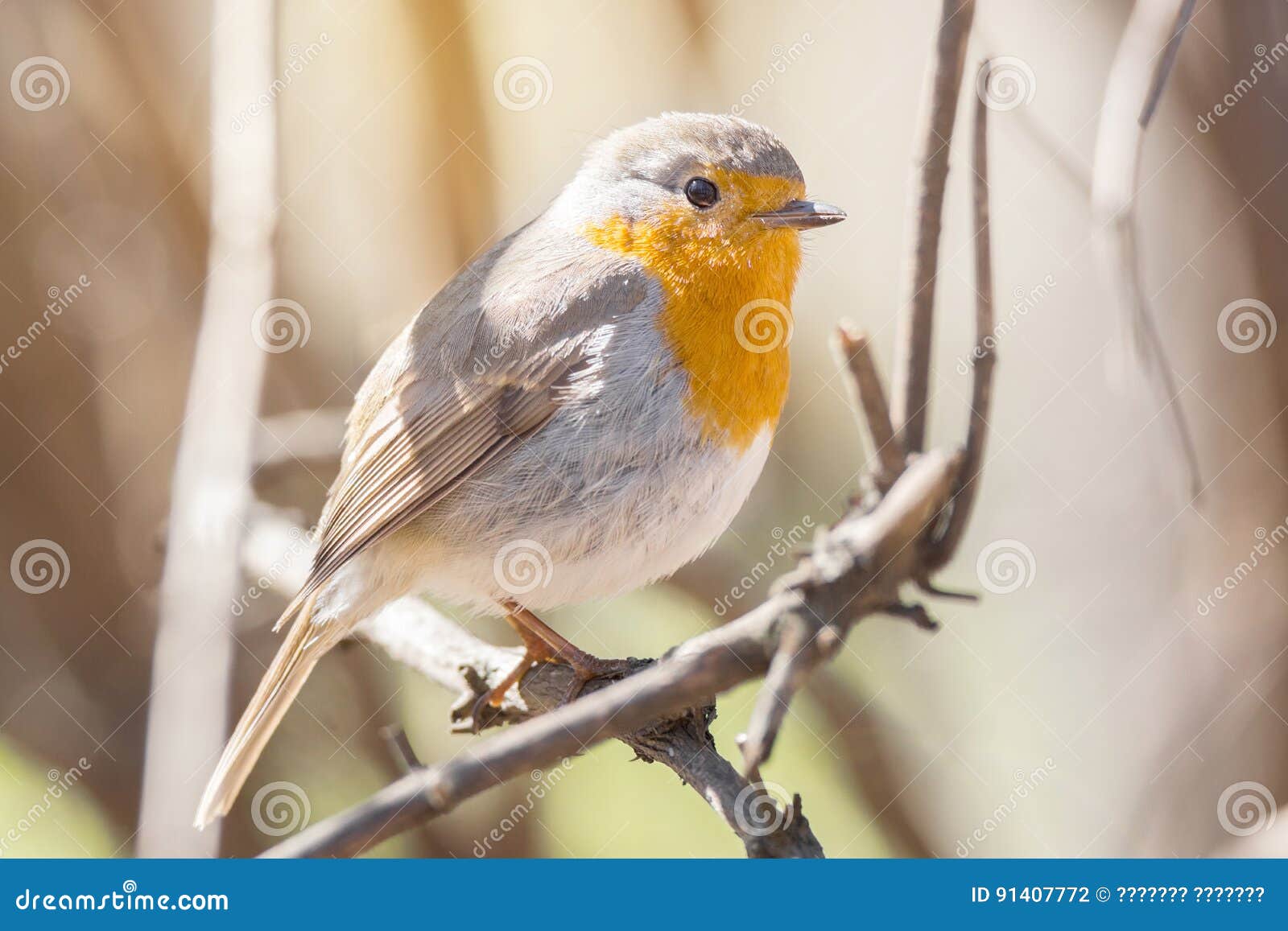 Robin on a branch stock photo. Image of feather, branch - 91407772