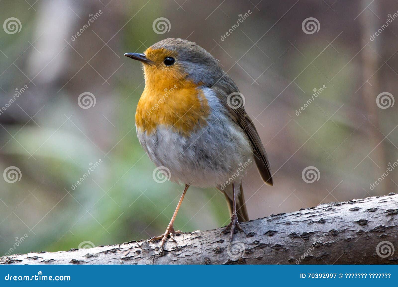 Robin on a branch stock image. Image of beauty, beautiful - 70392997