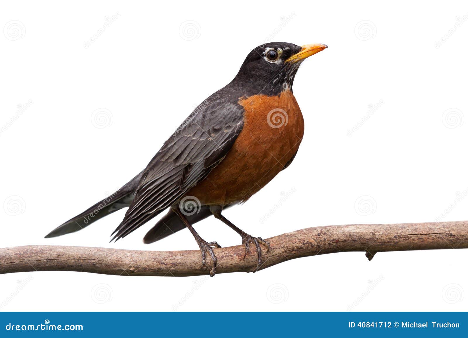 1,945 Robin Orange Breast Branch Photos - Free & Royalty-Free Stock ...