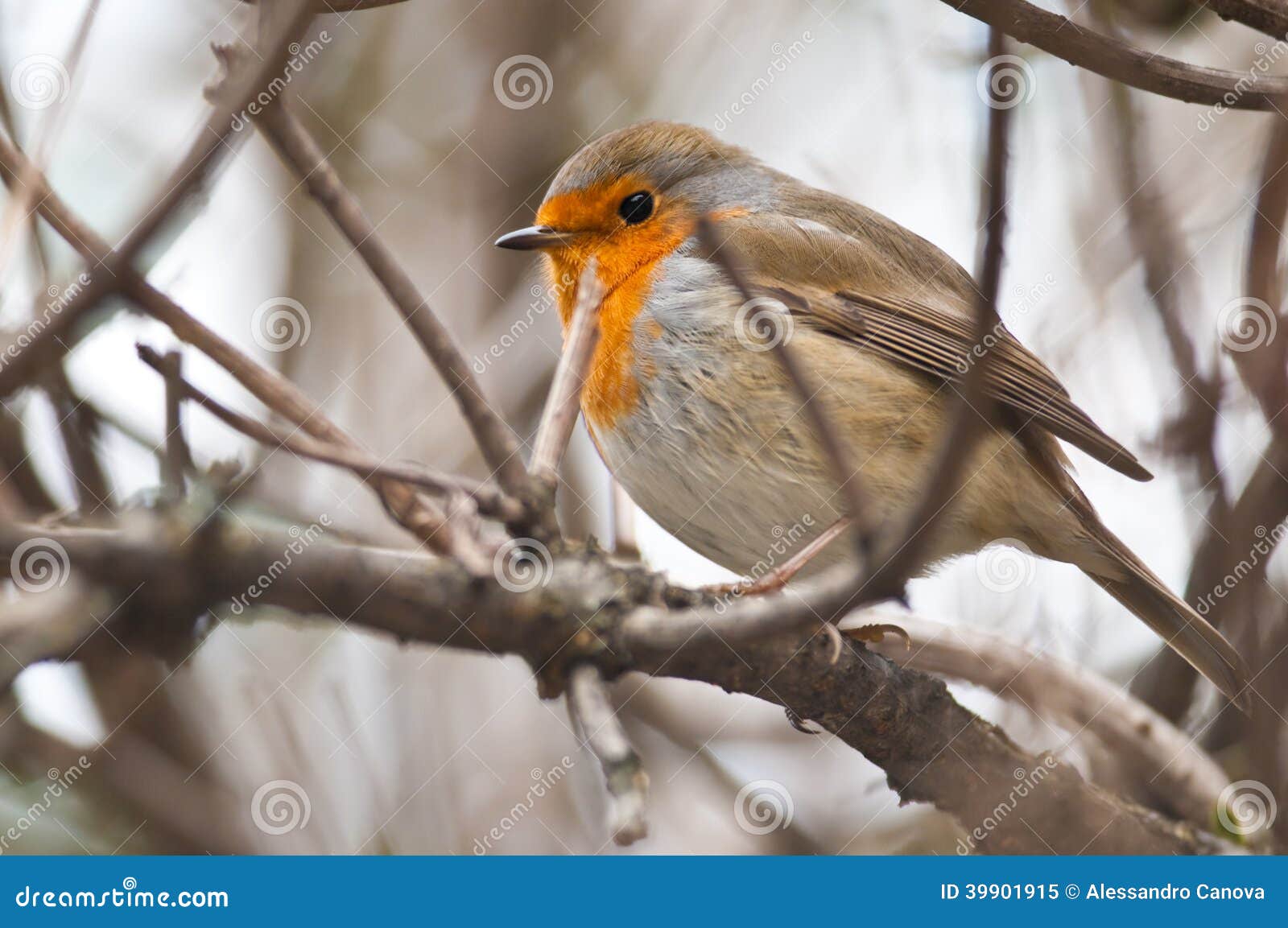 Robin on a branch stock image. Image of rubecula, branch - 39901915