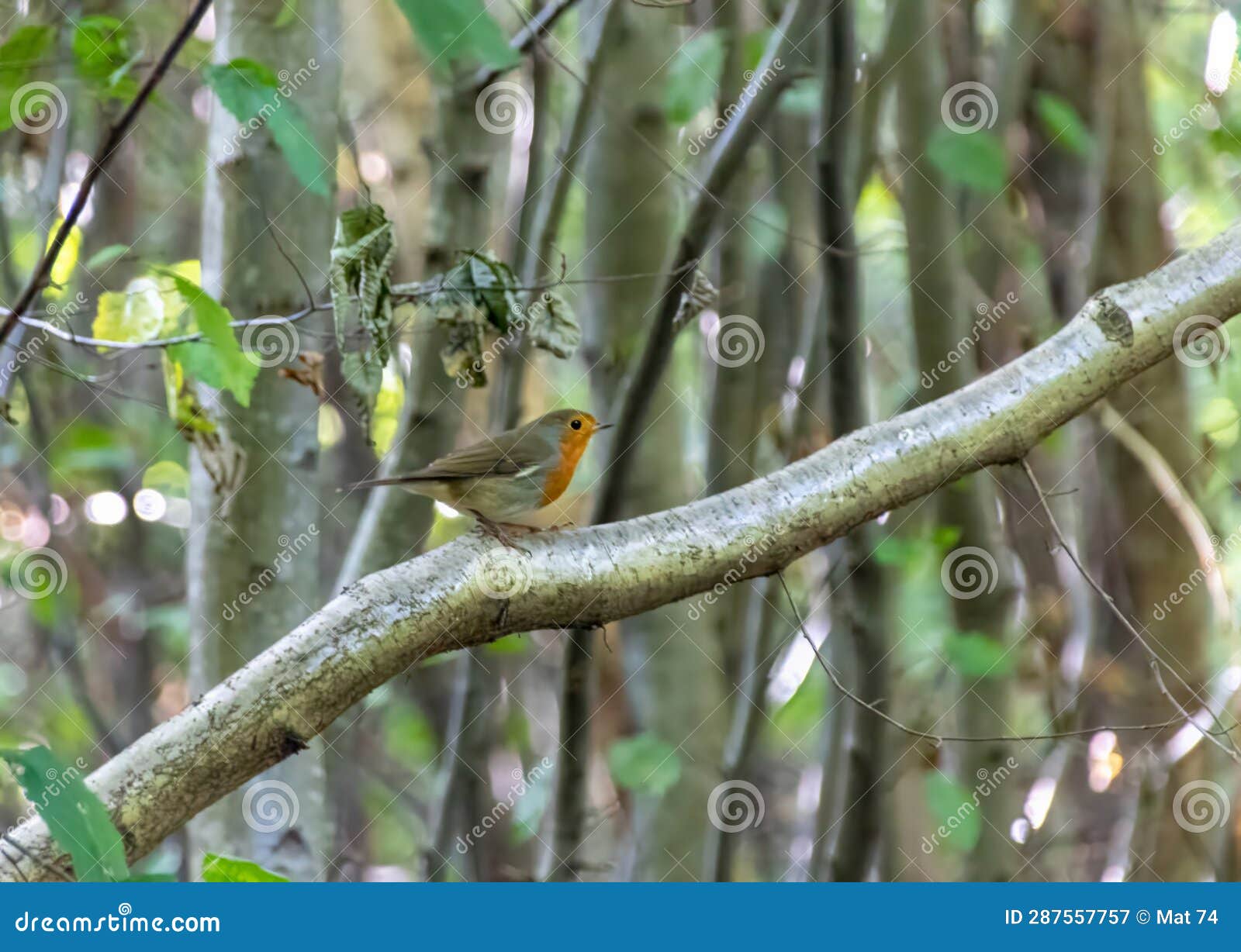Robin on a branch stock image. Image of background, perched - 287557757