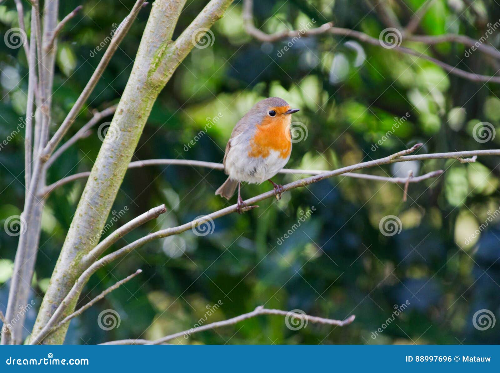 Robin on a branch stock photo. Image of small, erithacus - 88997696