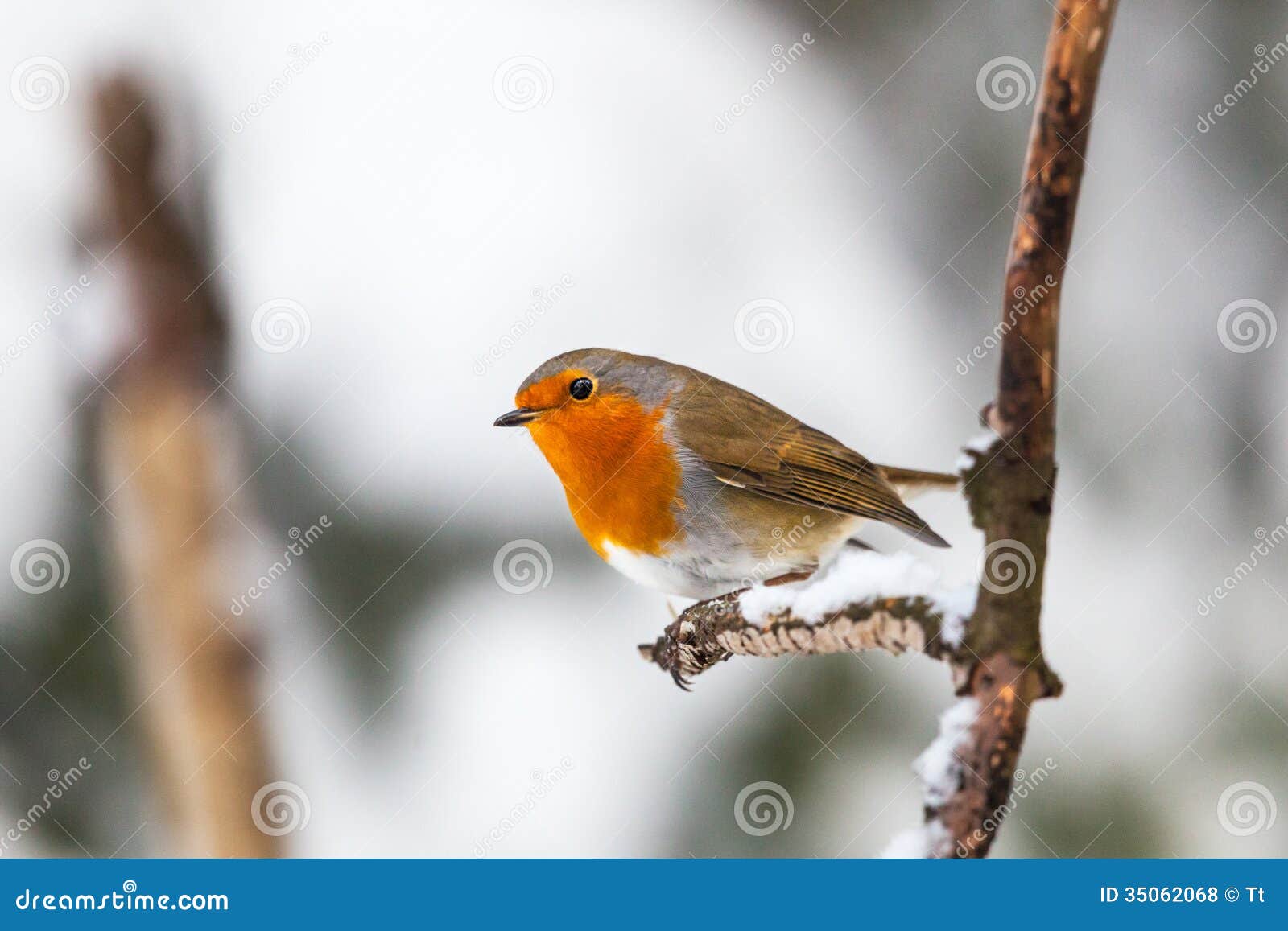 Robin on a branch stock photo. Image of branch, thrush - 35062068