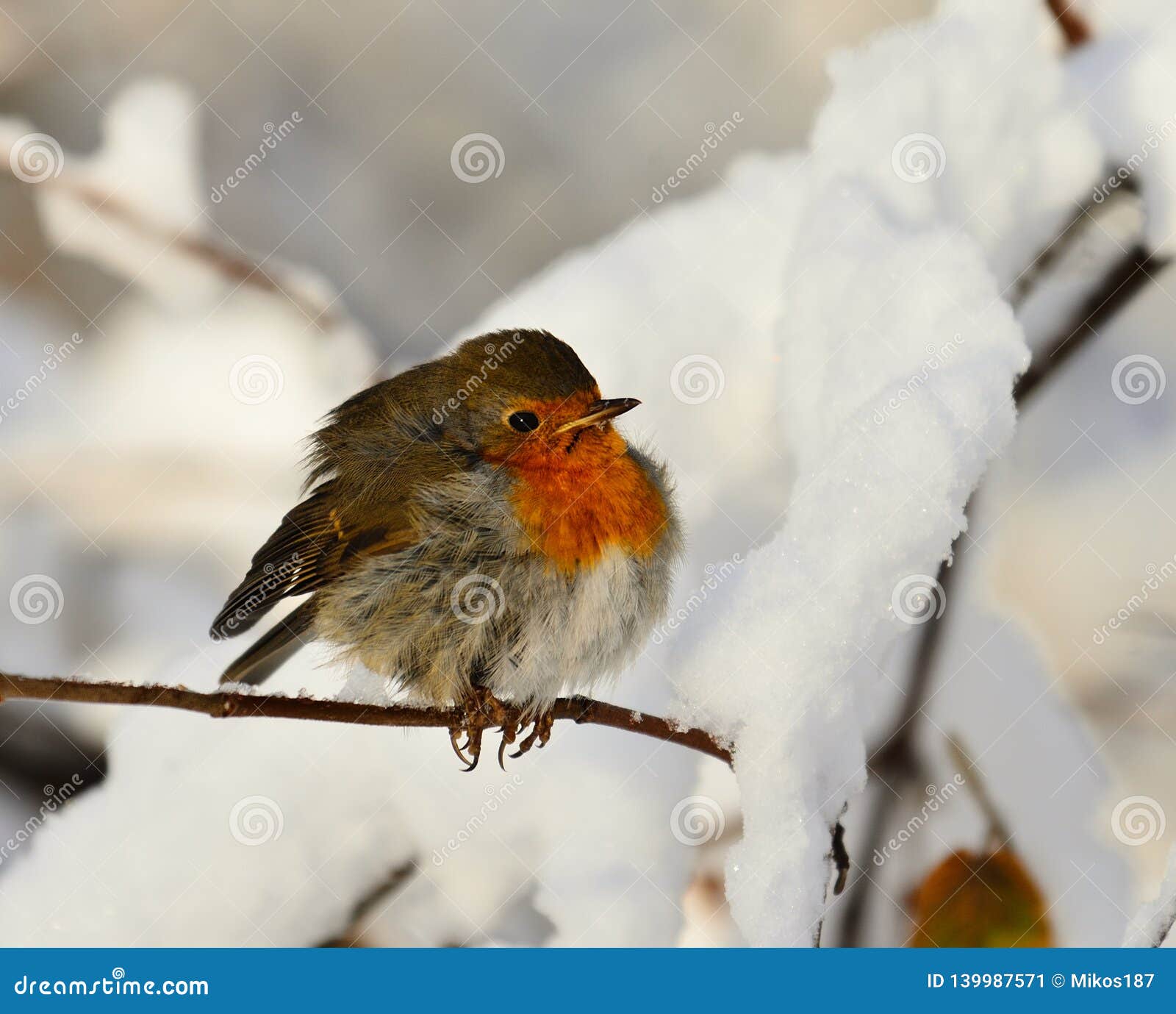 Robin on the branch. stock image. Image of natural, birds - 139987571