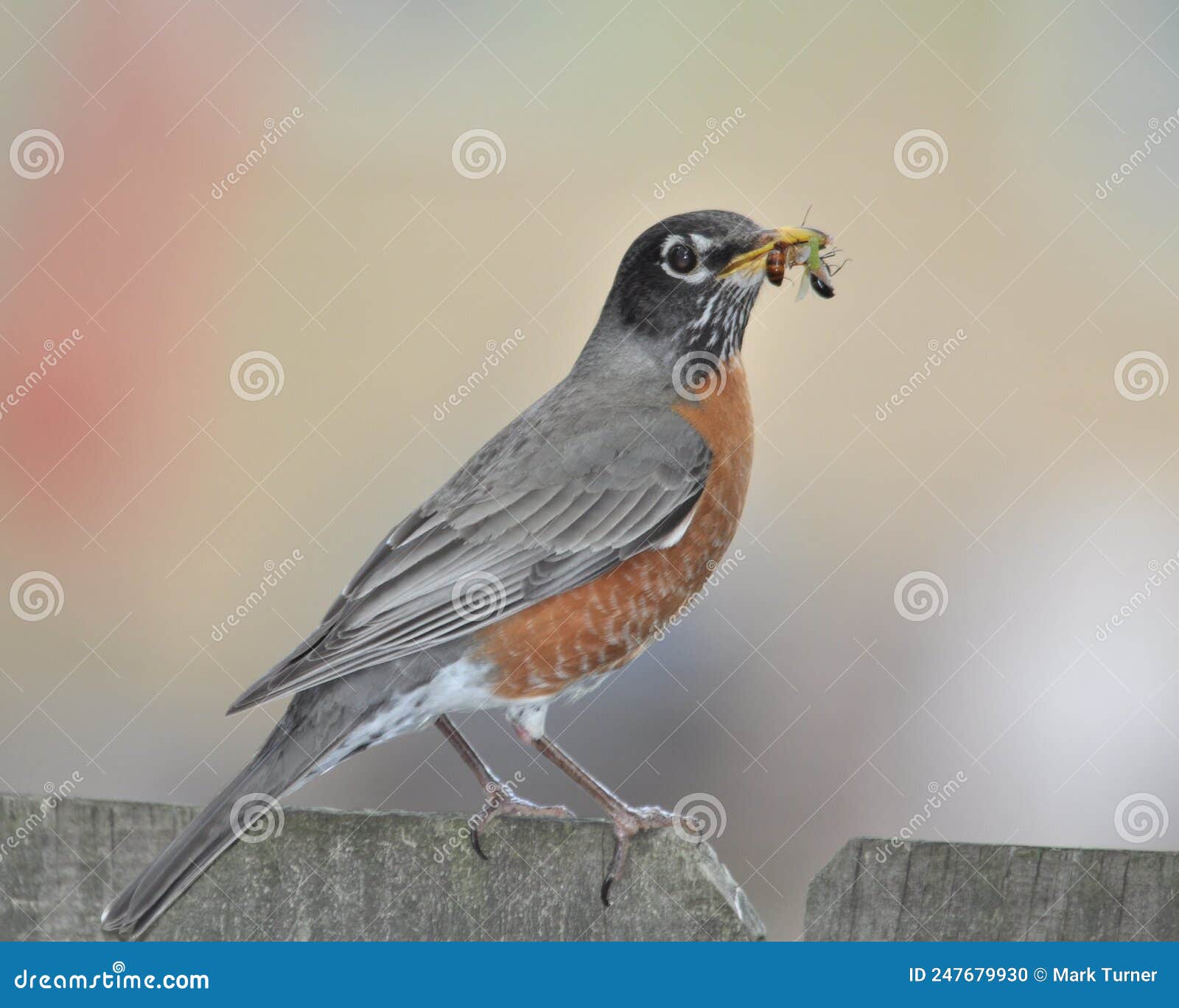 Robin with Bugs in Mouth stock photo. Image of bugs - 247679930