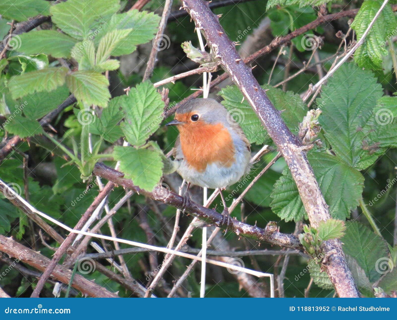 Robin stock photo. Image of bush, wildlife, bird, robin - 118813952