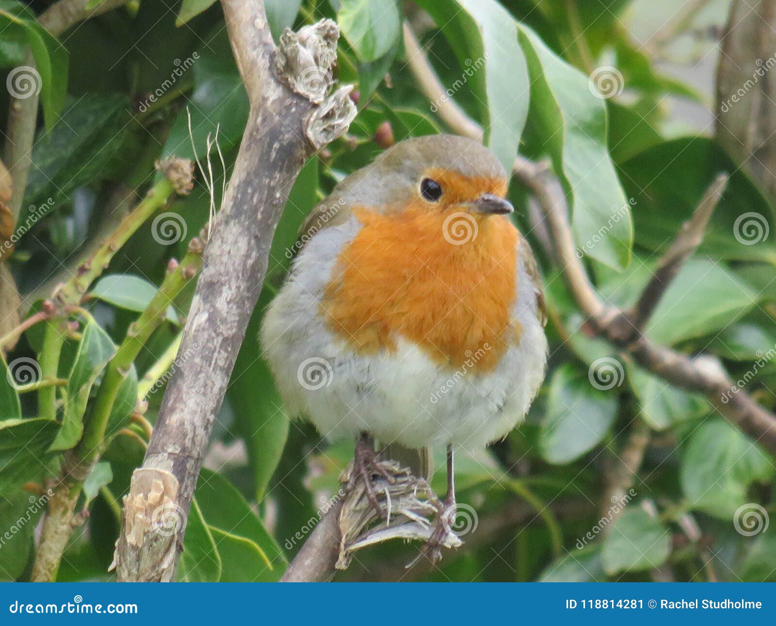 Robin stock image. Image of bush, nature, robin, wildlife - 118814281