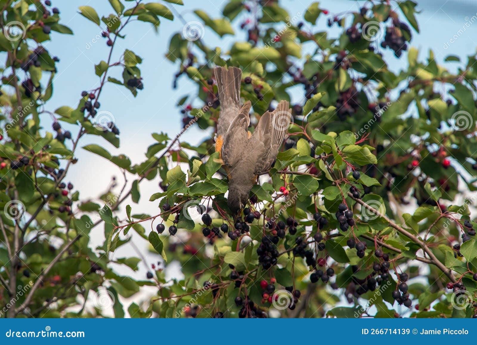 Robin in bush flying stock image. Image of bird, tree - 266714139