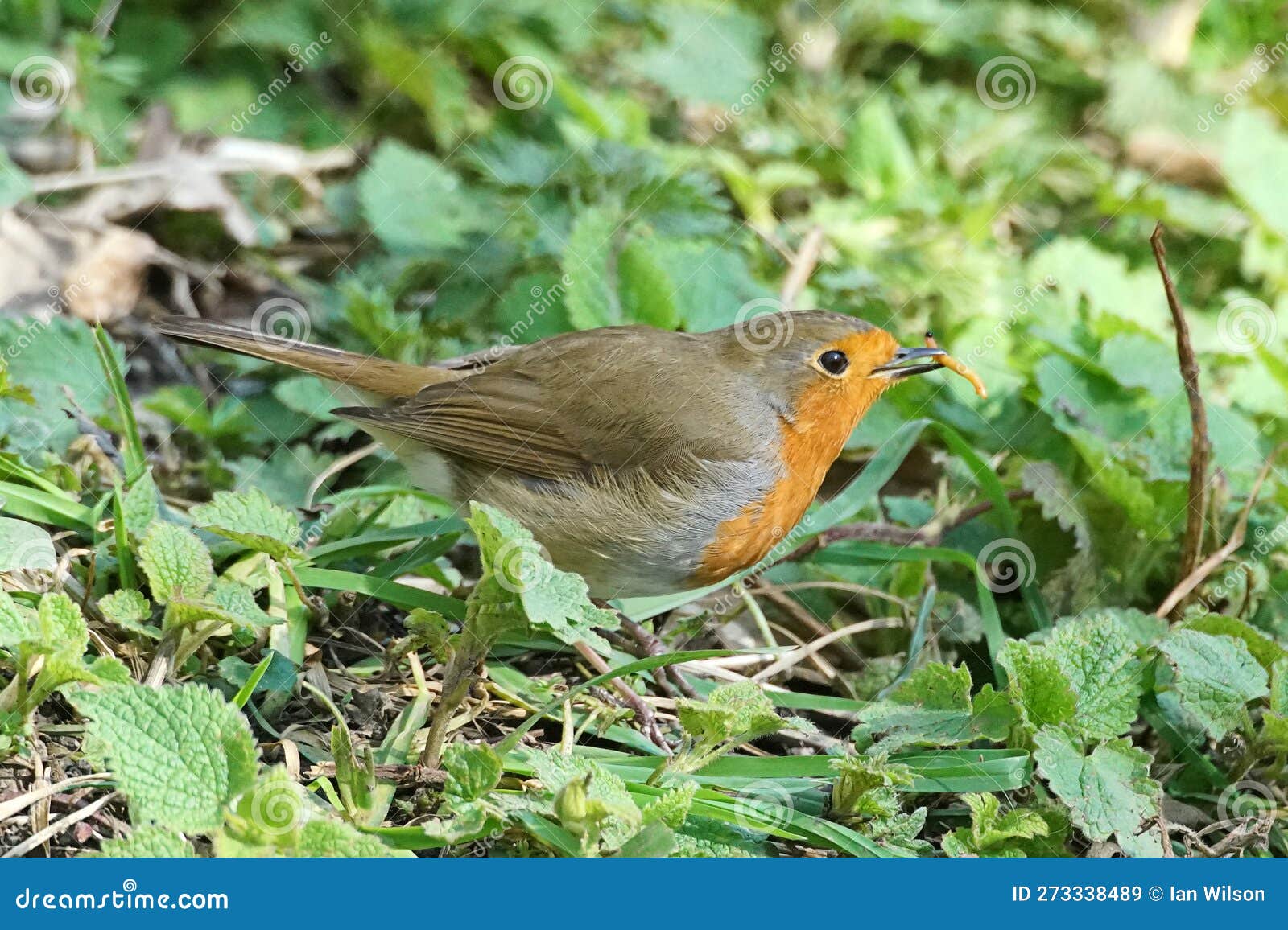 Robin Red Breast Catching a Caterpillar Stock Image - Image of fence ...