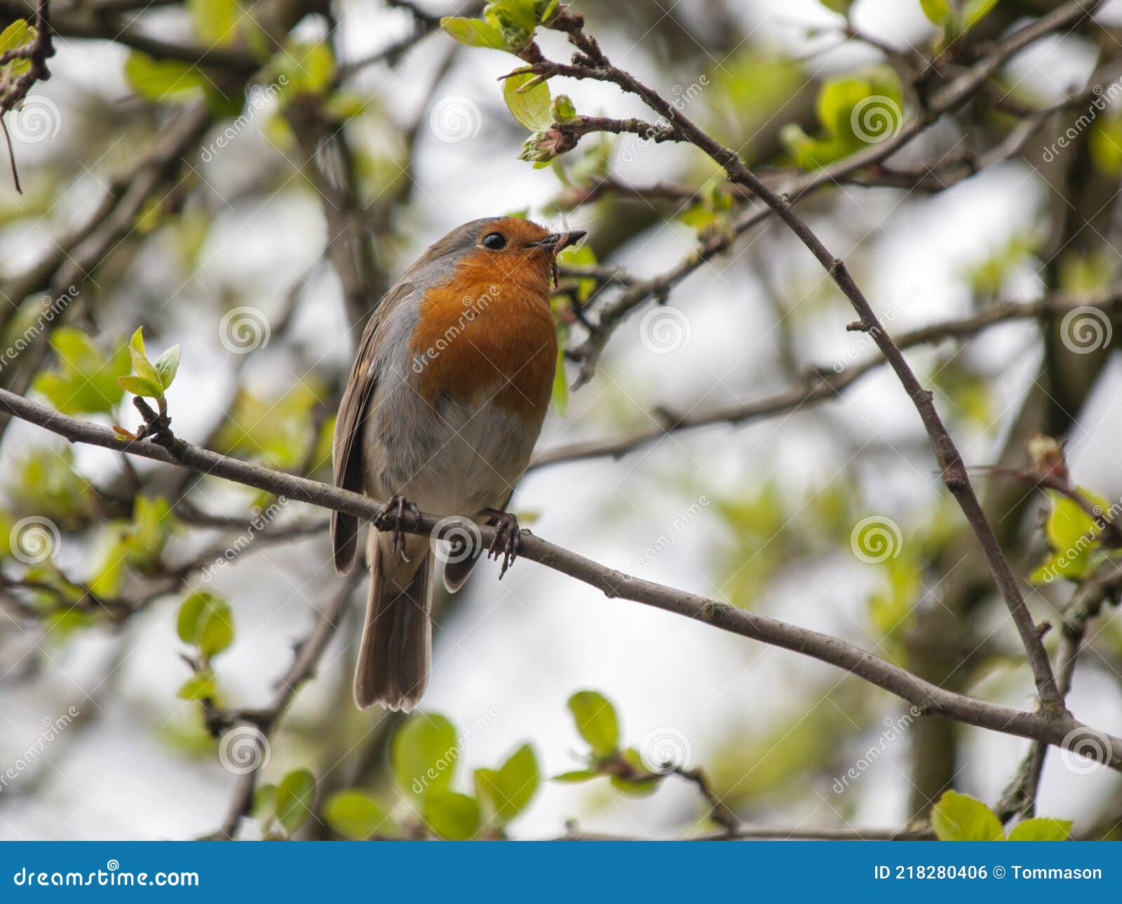 Robin with Caught Insect Perched in a Tree Stock Photo - Image of ...