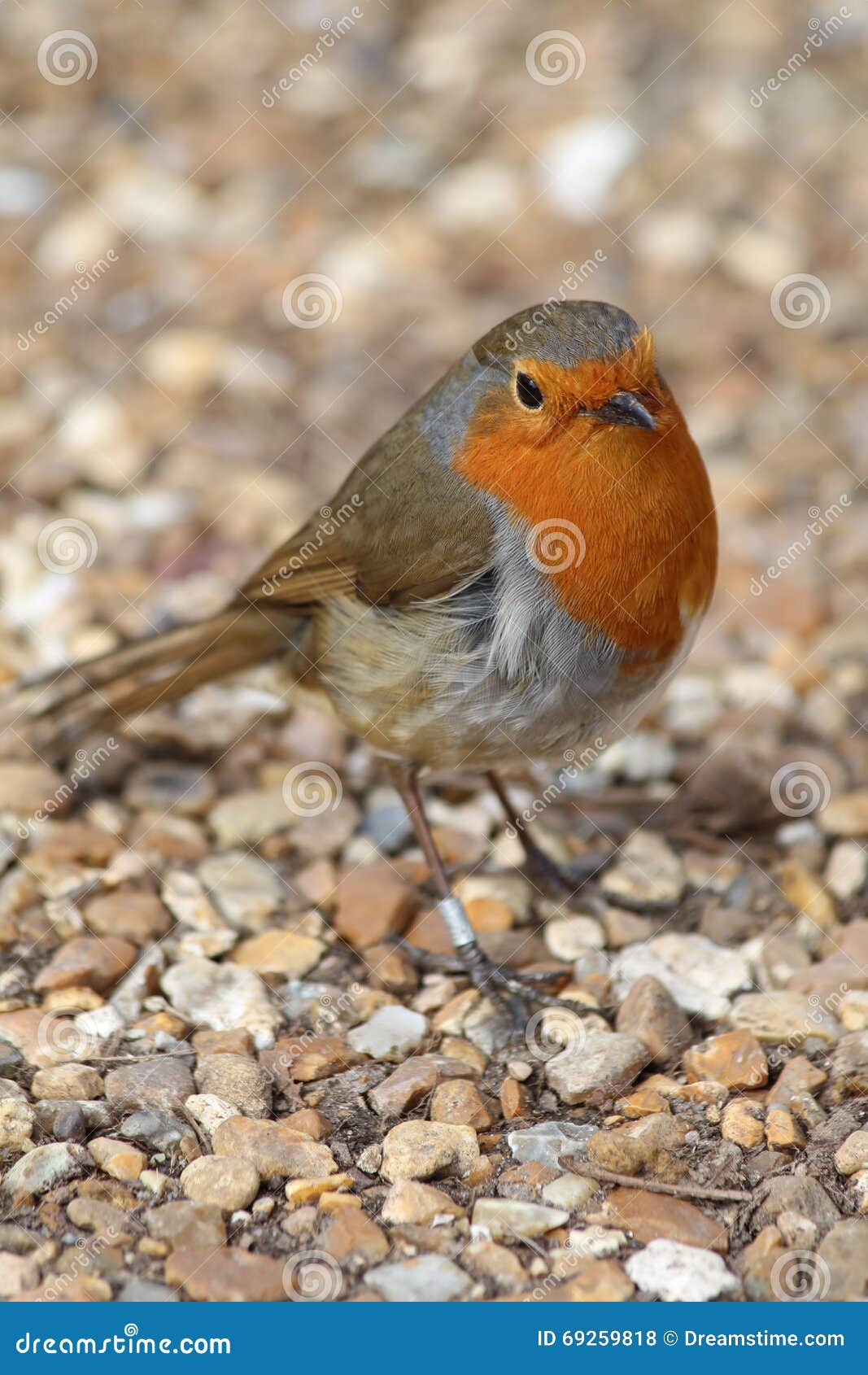 Robin stock photo. Image of robin, orange, breast, feathers - 69259818