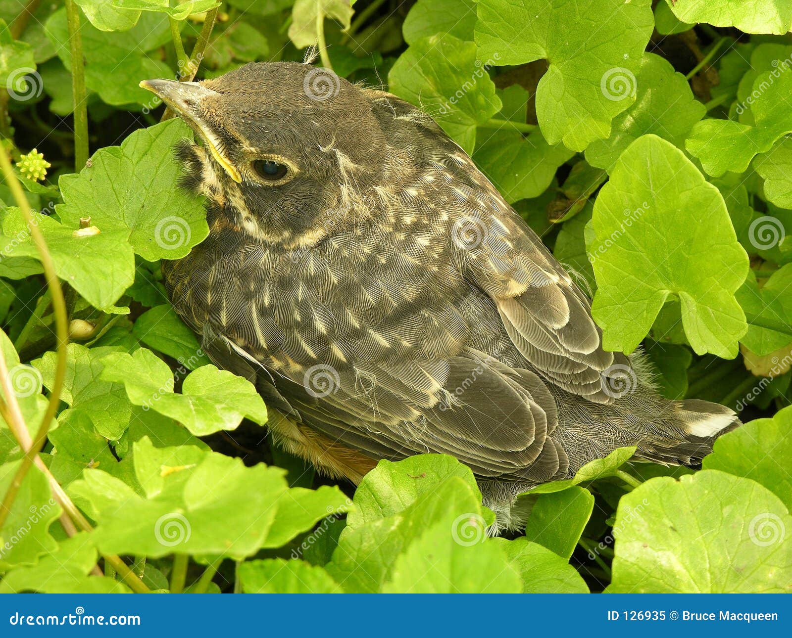 Robin chick stock image. Image of woods, spring, nature - 126935