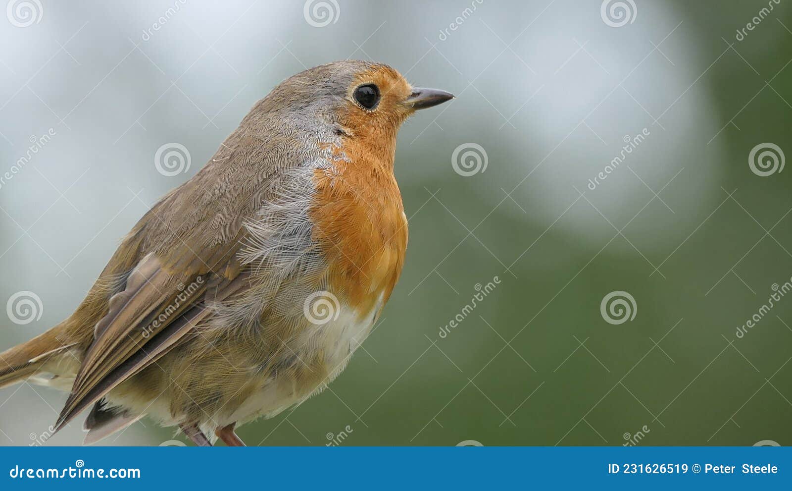 Robin Chick Searching for Food UK Stock Image - Image of male ...