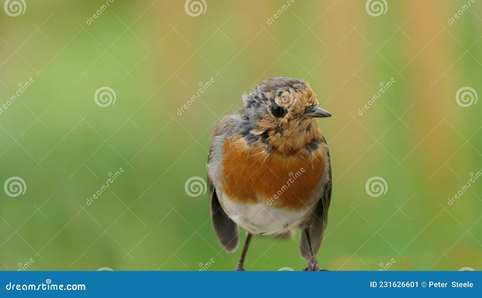 Robin Chick Searching for Food UK Stock Image - Image of feathers ...